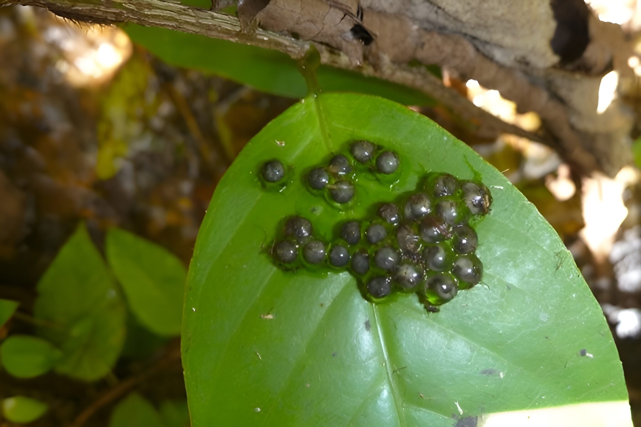 World's tiniest fanged frogs lay their eggs on leaves and guard them ...