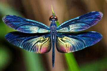 Dragonflies change their colors throughout the year • Earth.com