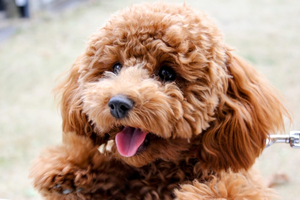 Dogs with dark eyes are perceived as friendly and less aggressive ...