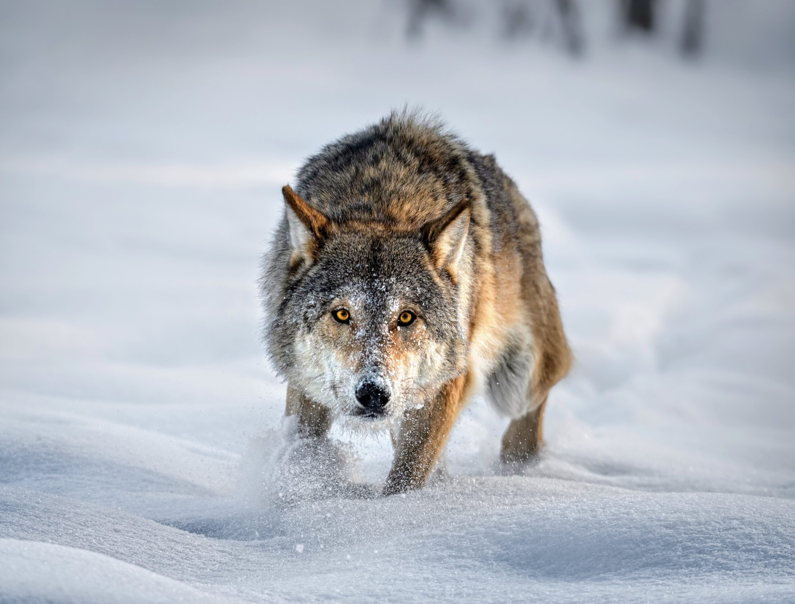 Danger zones: Climate change is altering predator-prey dynamics - Earth.com