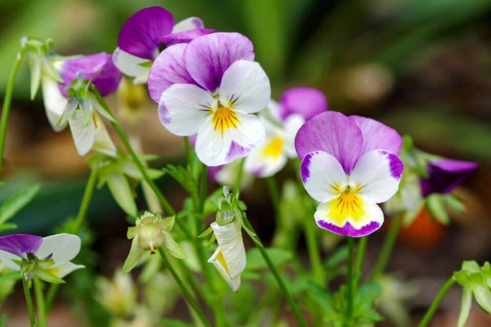 Wildflowers are self-fertilizing to deal with a lack of pollinators ...