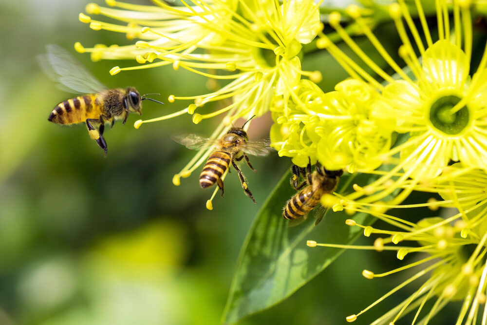 Pesticides disrupt bees’ sense of smell and social signals • Earth.com