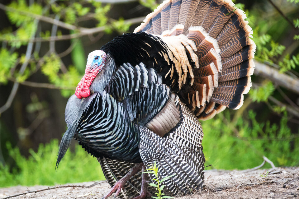 Uncovering the secrets of wild turkey nesting habits • Earth.com
