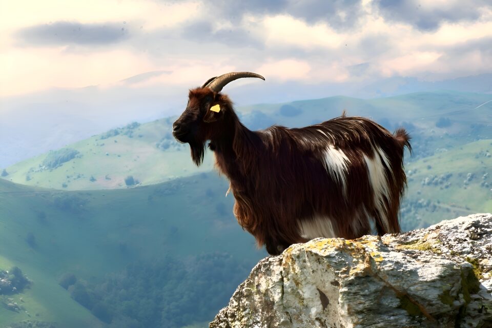 Early Neolithic mountain settlers used complex farming methods • Earth.com