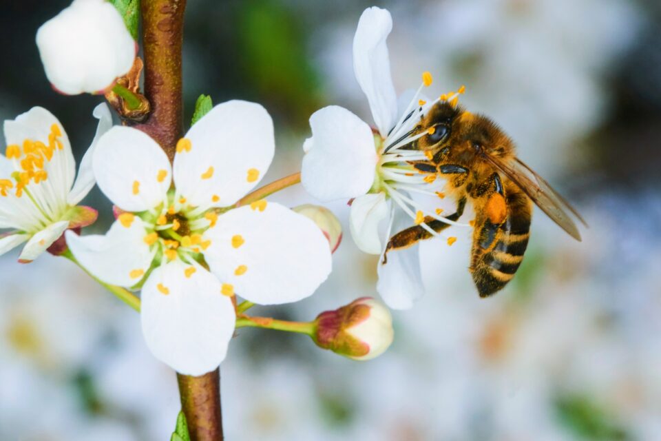 Bees are making less honey, and five decades of data reveals why ...