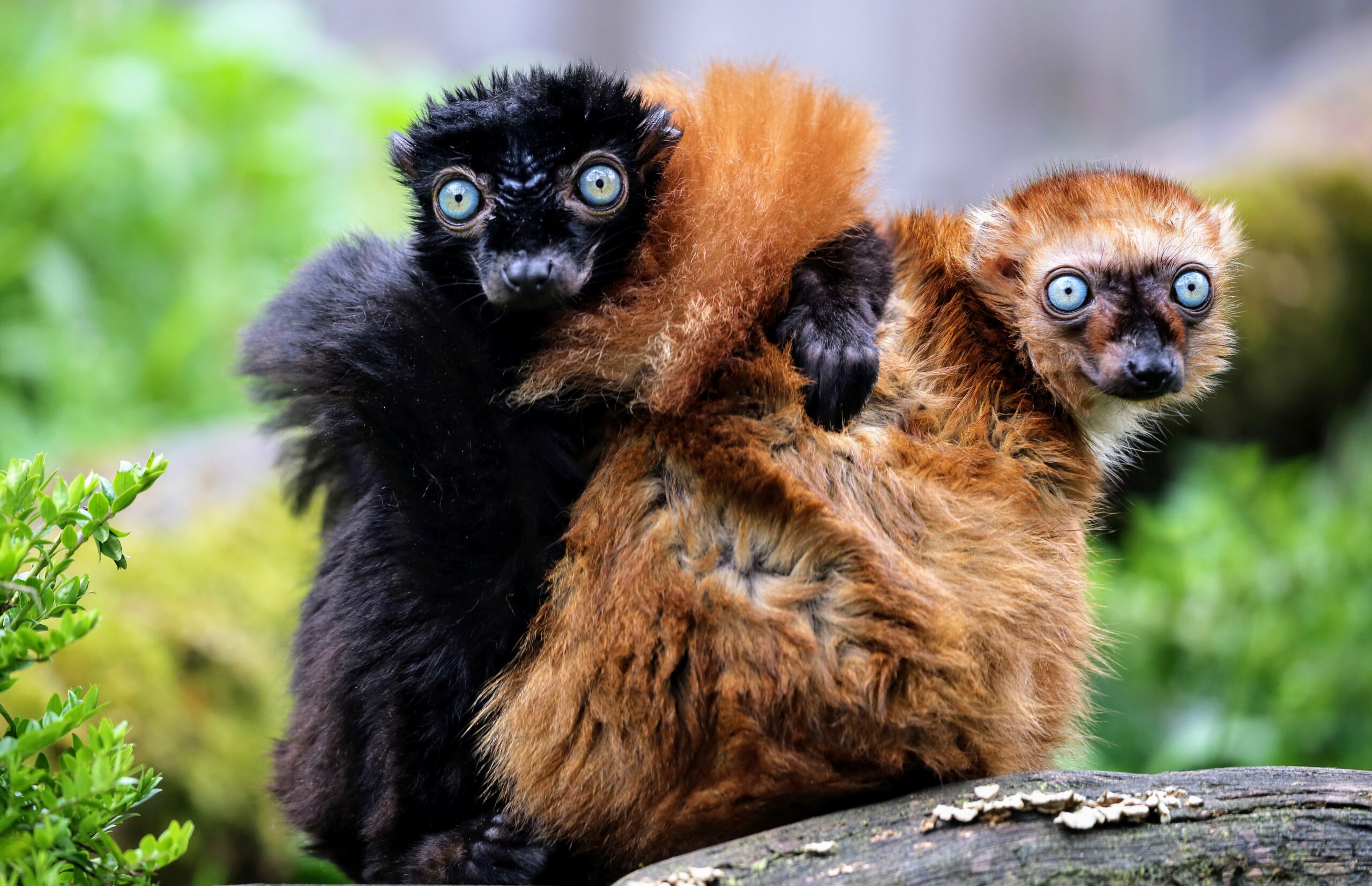 Most early primates lived in pairs and were not solitary creatures ...