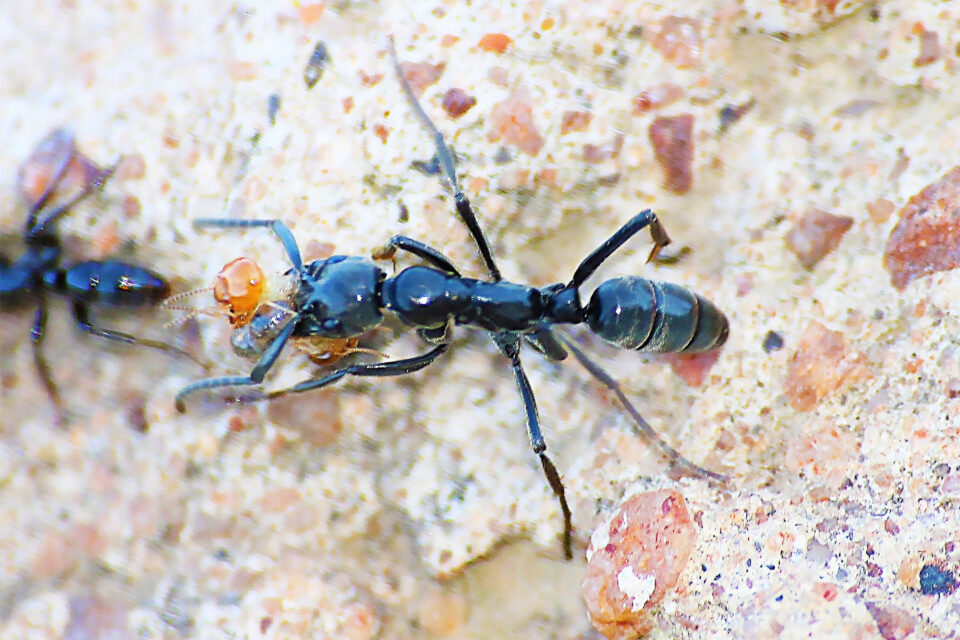 Ants recognize infected wounds and create antibiotics to treat them ...