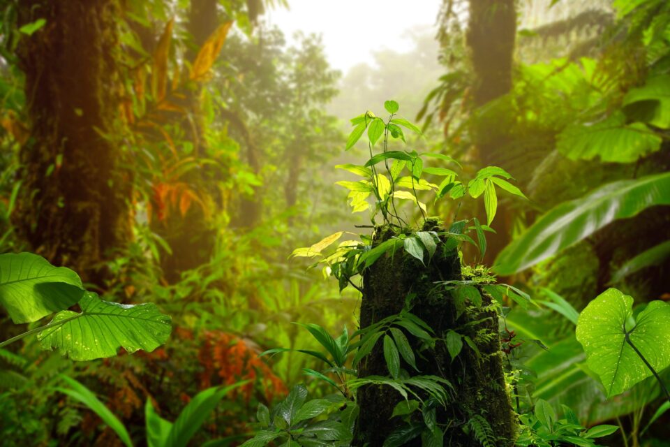 Soil fungi determine the gradient of forest diversity worldwide • Earth.com