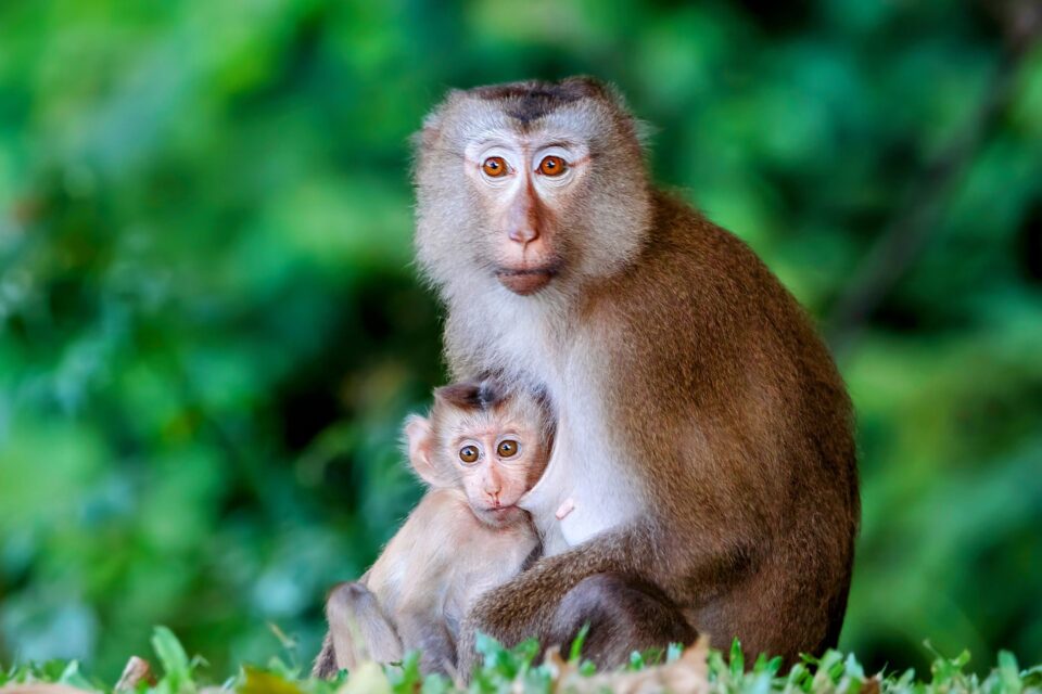 Lethal attraction: Plantations are deadly for infant primates • Earth.com
