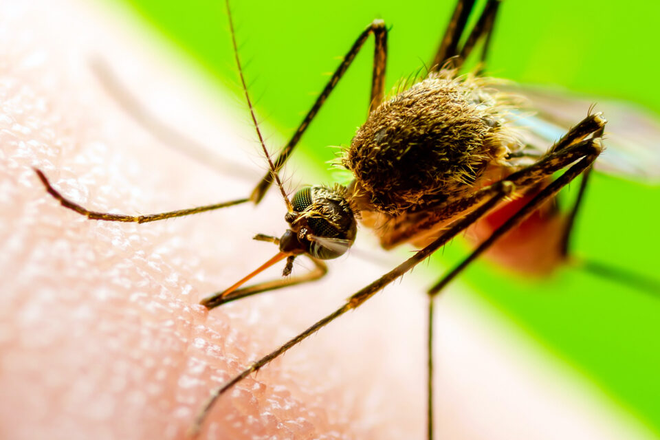 Mosquitoes prefer heat and actually thrive in the warming climate ...