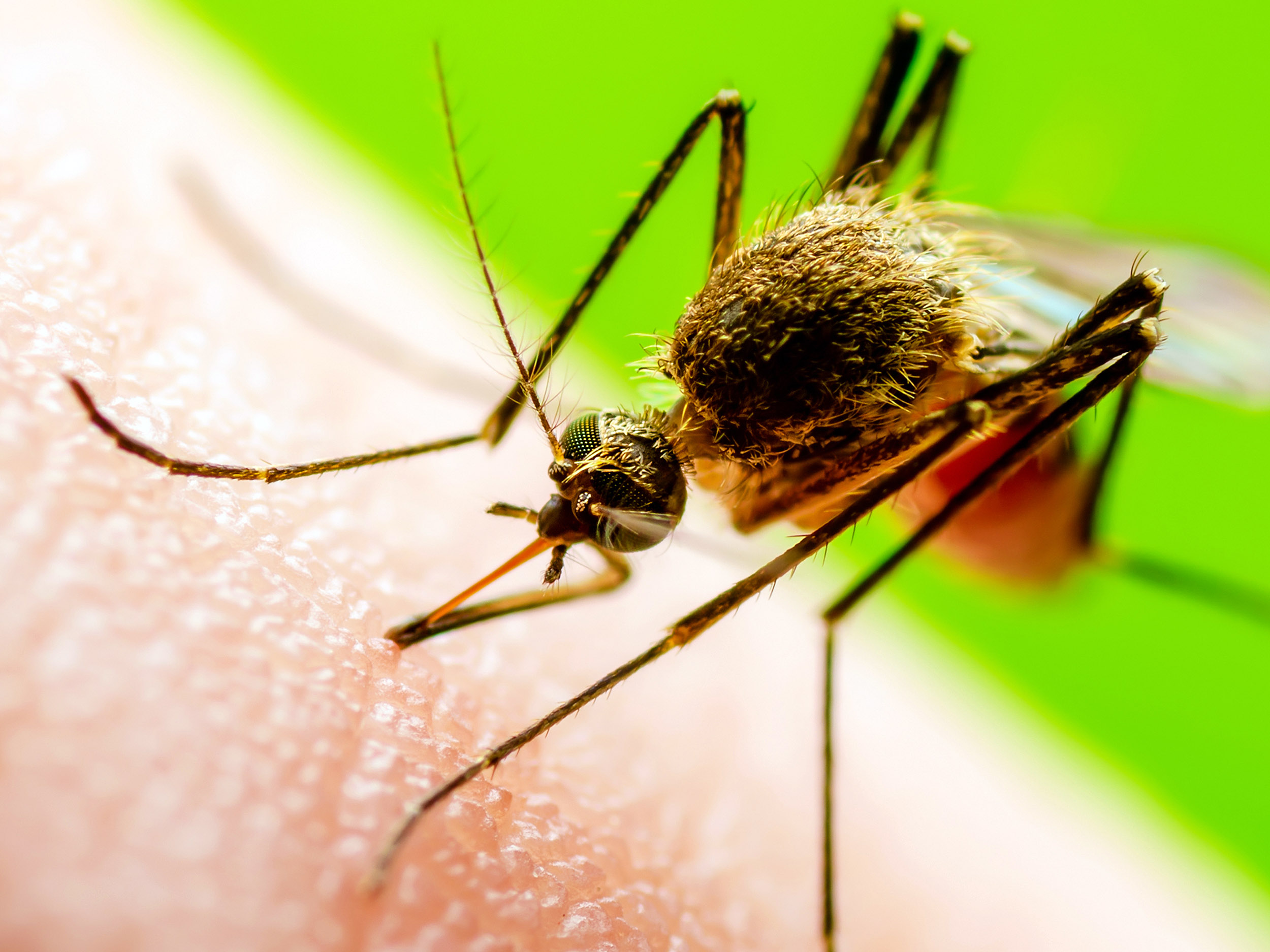 Mosquitoes prefer heat and actually thrive in the warming climate ...