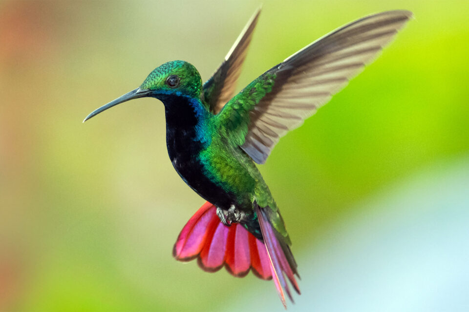 How hummingbirds deal with their need for flight speed • Earth.com