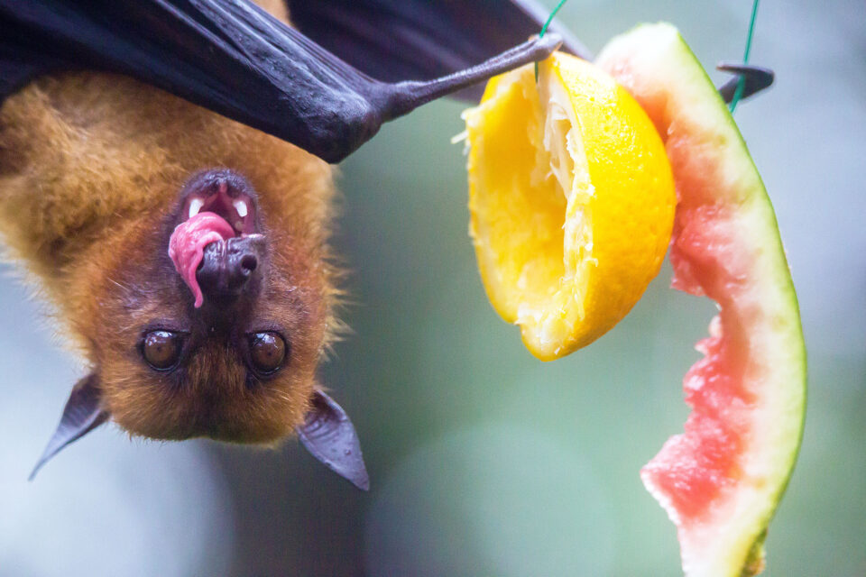 How fruit bats suffer no consequences from their high sugar diet ...