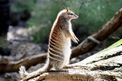 A race against heat: The numbat's fight for survival • Earth.com