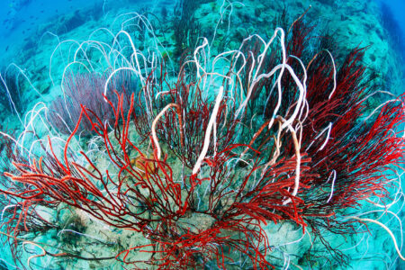 A single-celled microbe is helping corals survive climate change ...