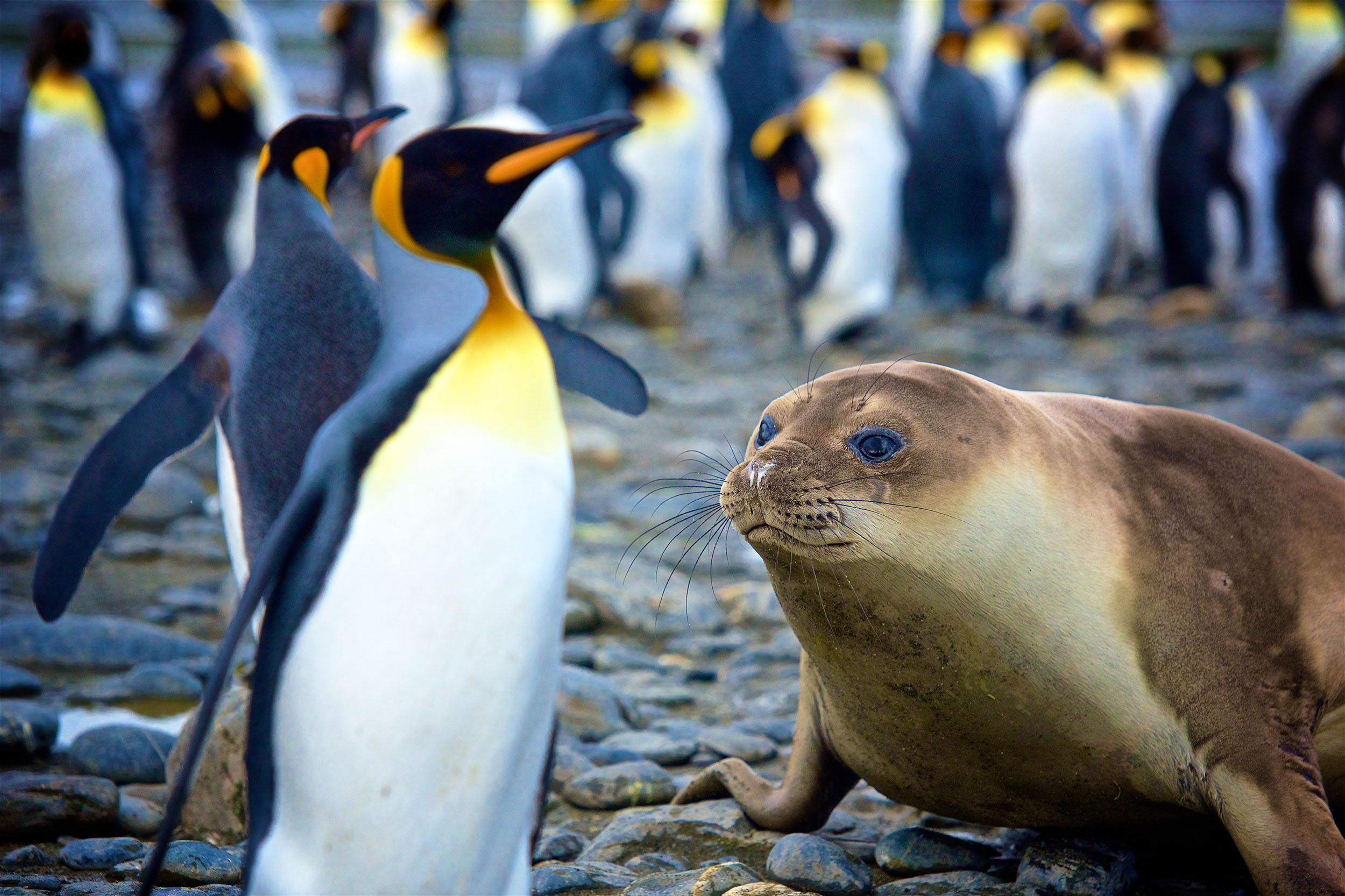 Antarctic water acidity levels will soon double, greatly harming life ...