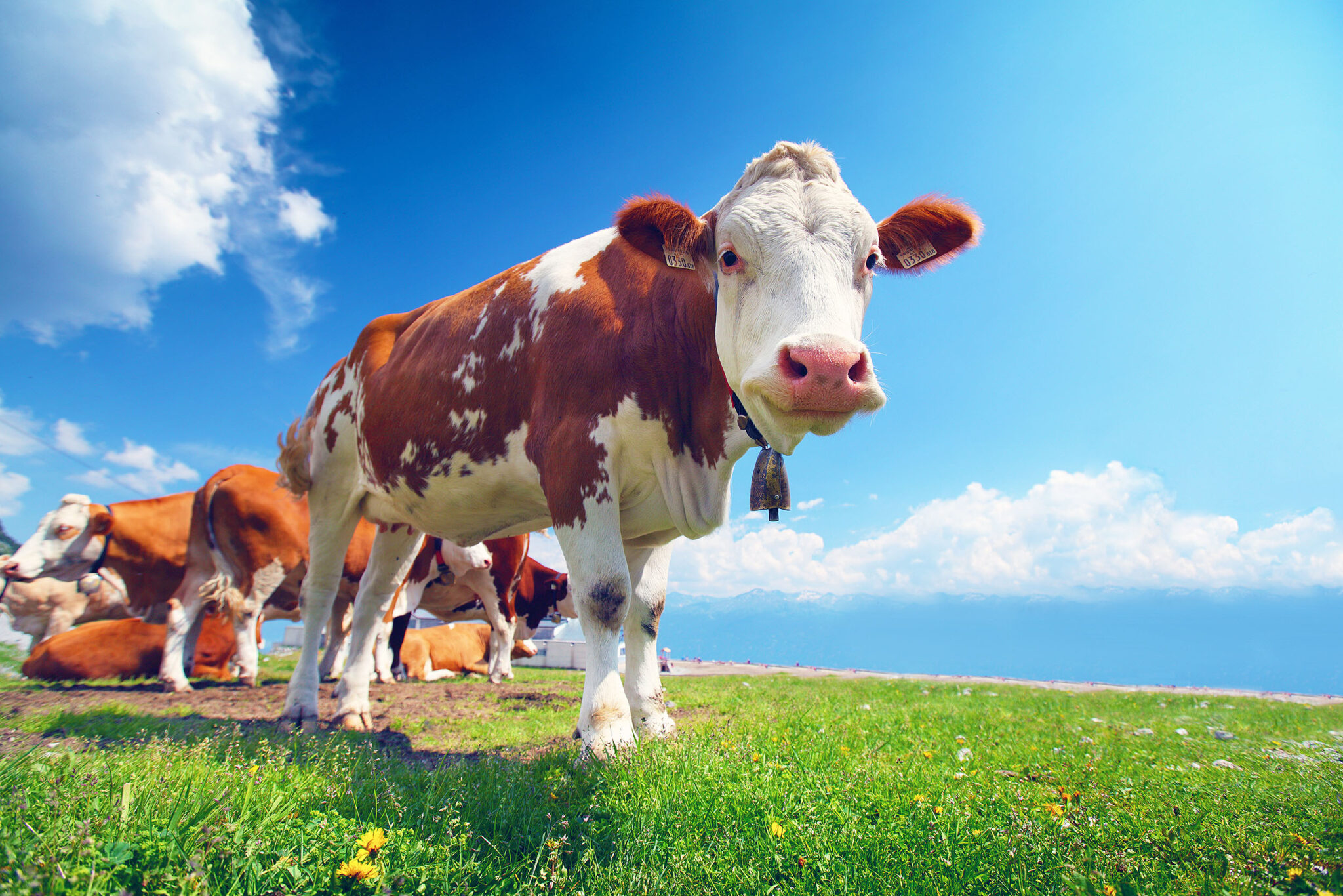 Farmers want to "talk" to their cows, and AI is helping them do it ...