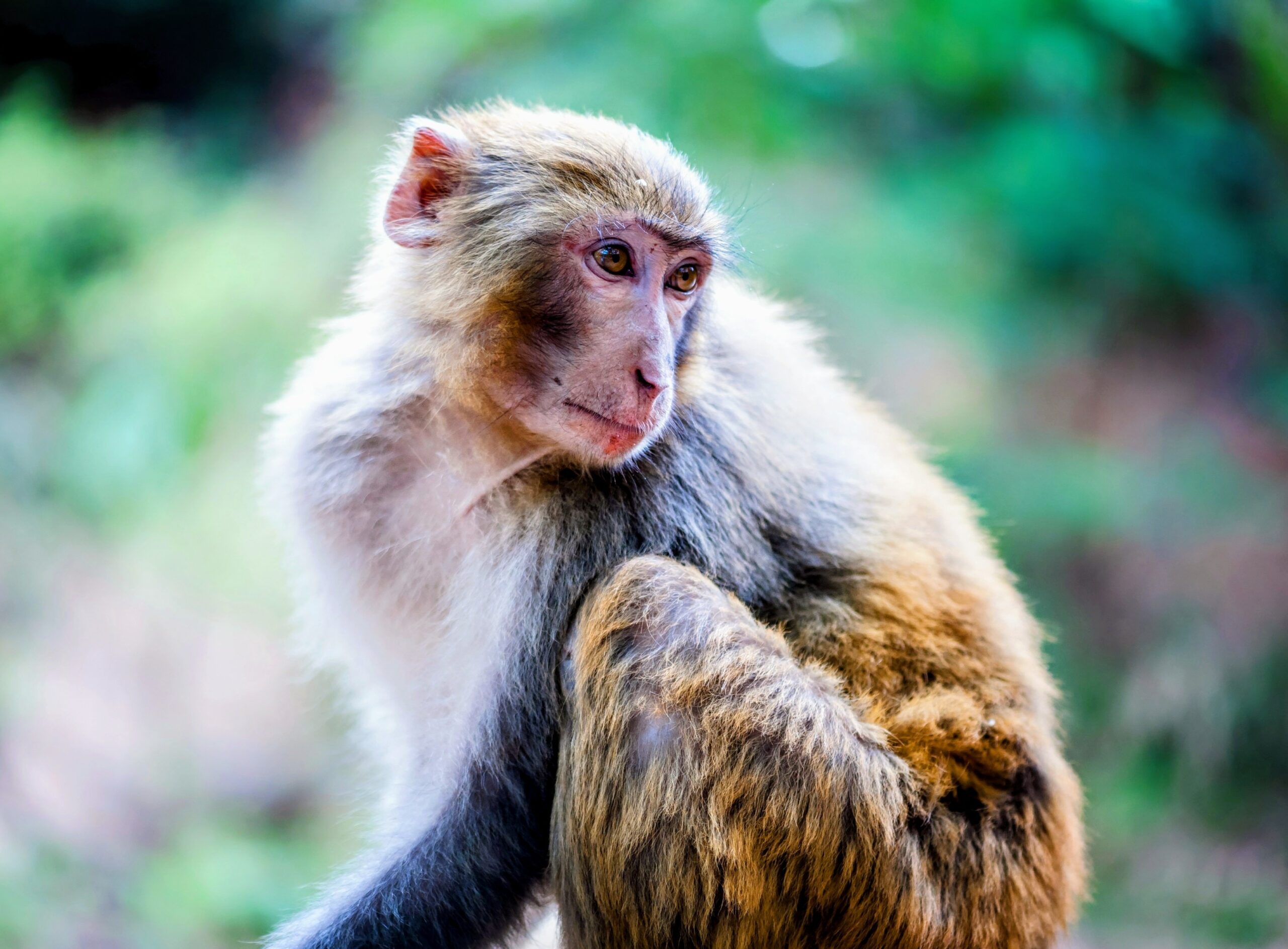 Chinese scientists clone a rhesus monkey for the first time - Earth.com