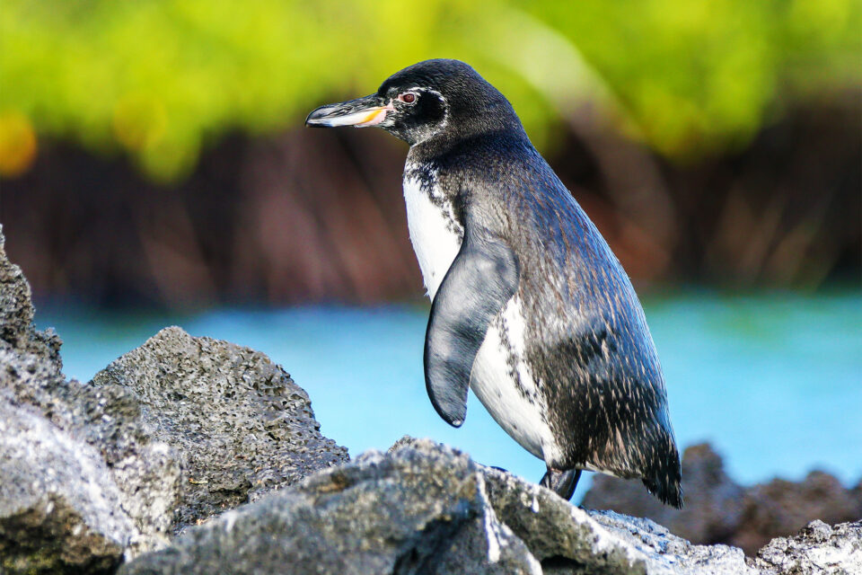 Galápagos penguins at risk from microplastics in polluted food web ...
