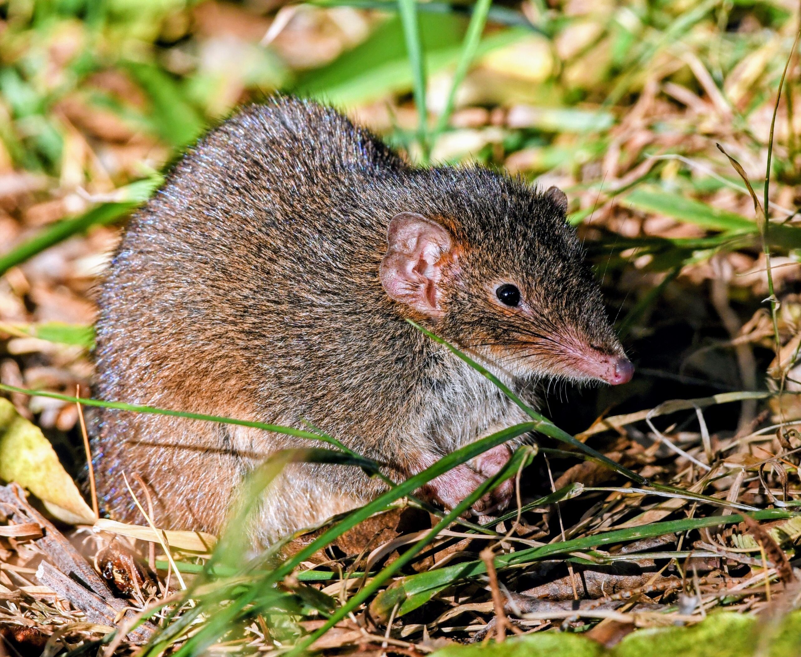 With only one shot at mating, the male antechinus gives up sleep for ...