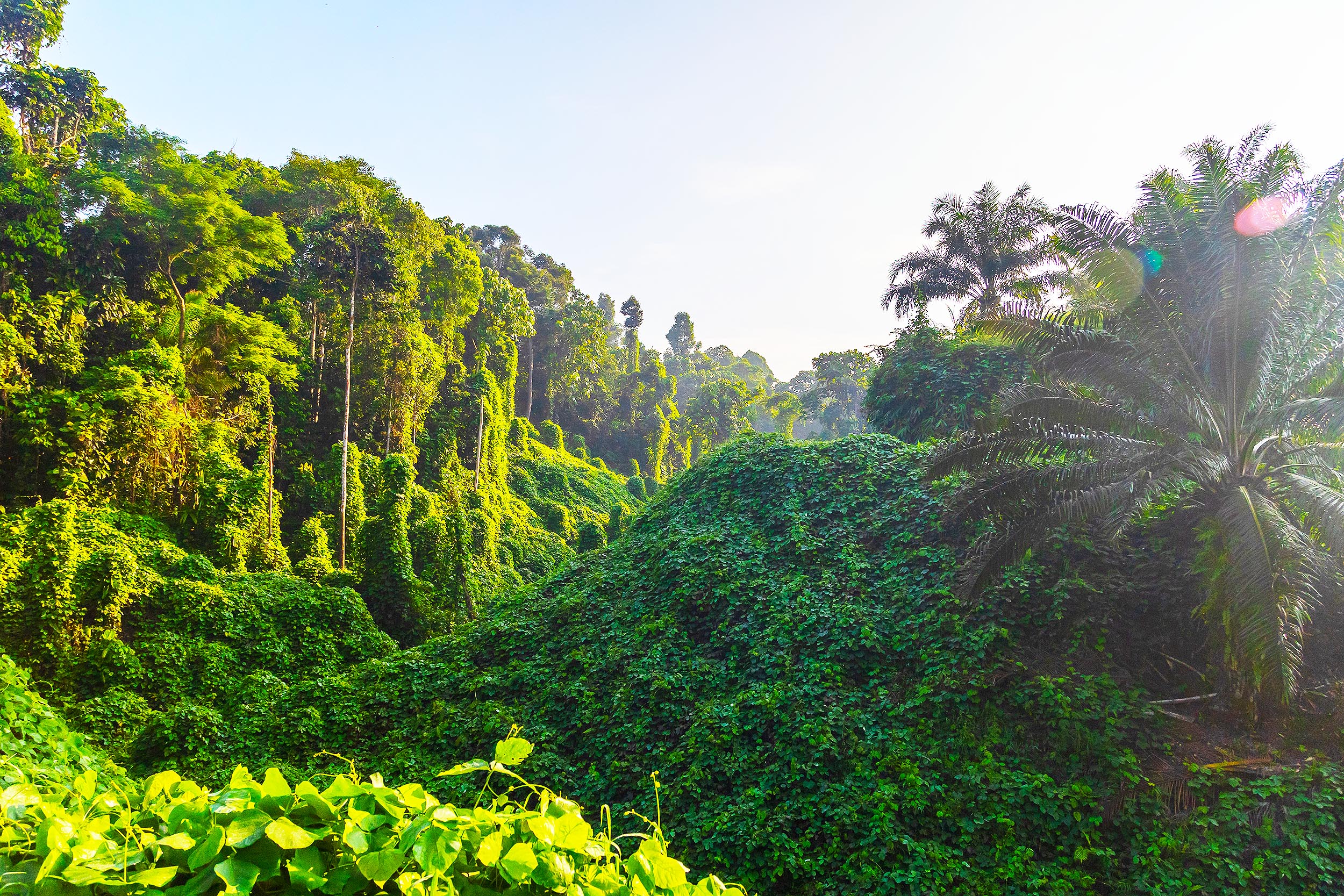 Tree diversity makes forests more resilient against storms - Earth.com