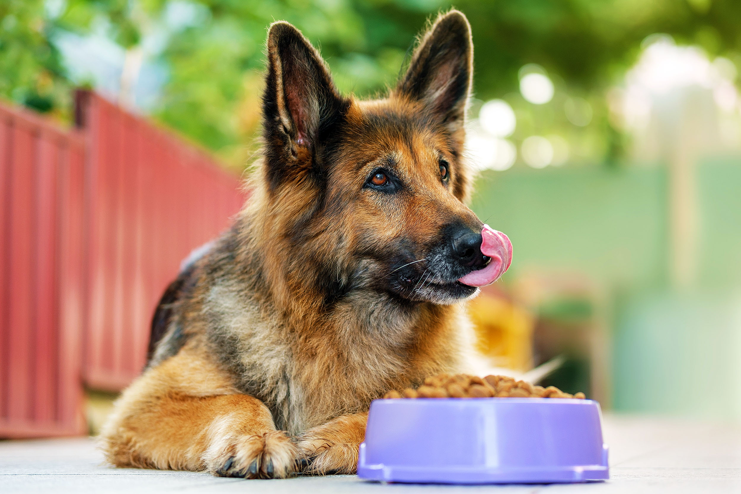 Probiotics help overweight dogs shed pounds - Earth.com