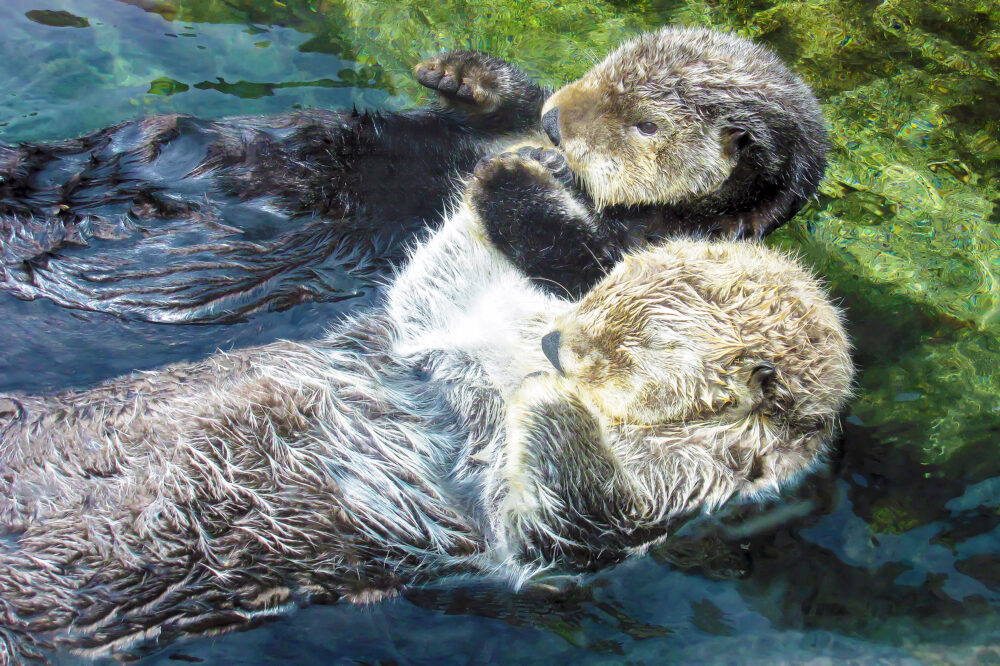 Otters have the ability to restore delicate ecosystems - Earth.com