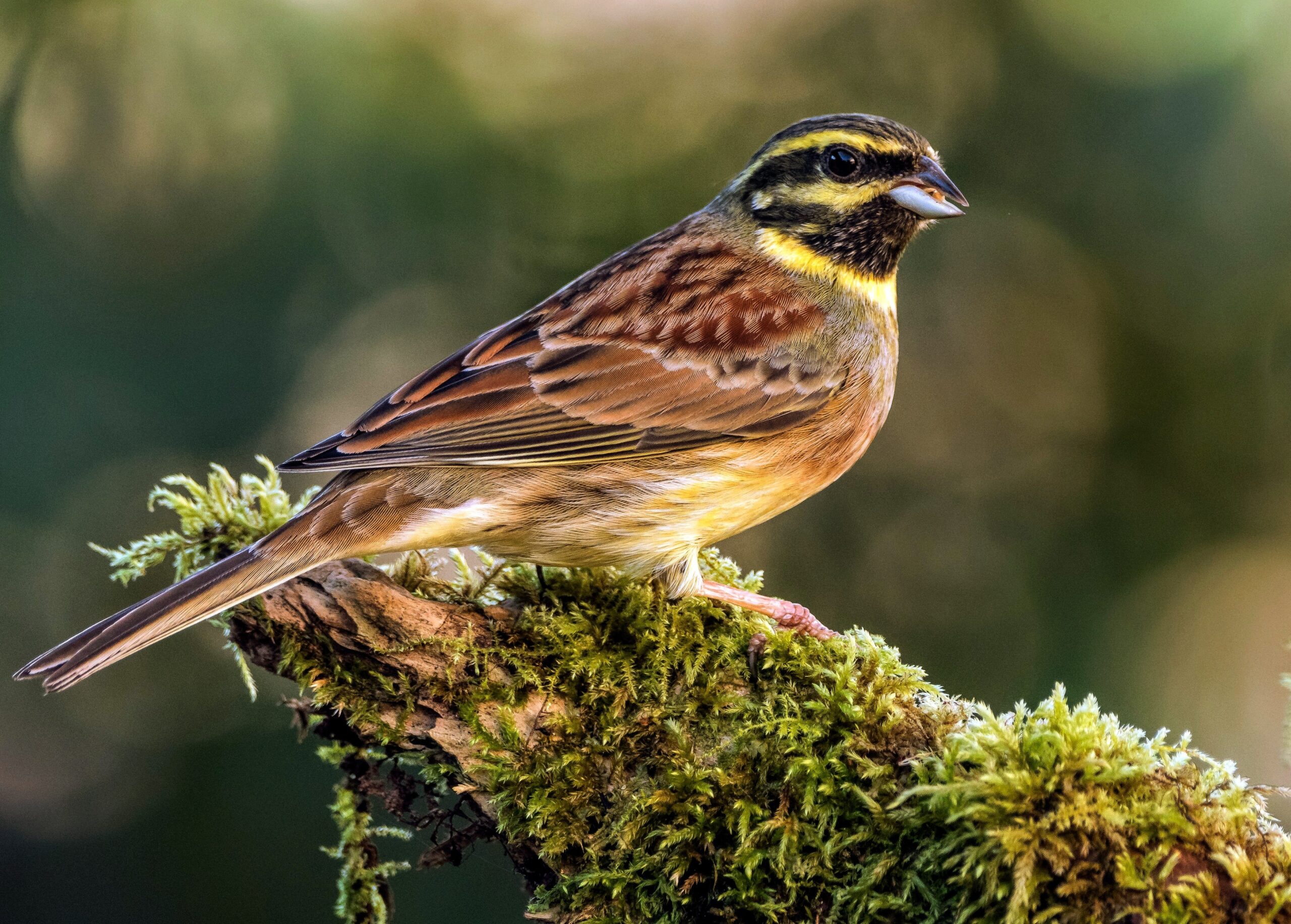Birds that move to a new place can learn the local songs to "fit in ...