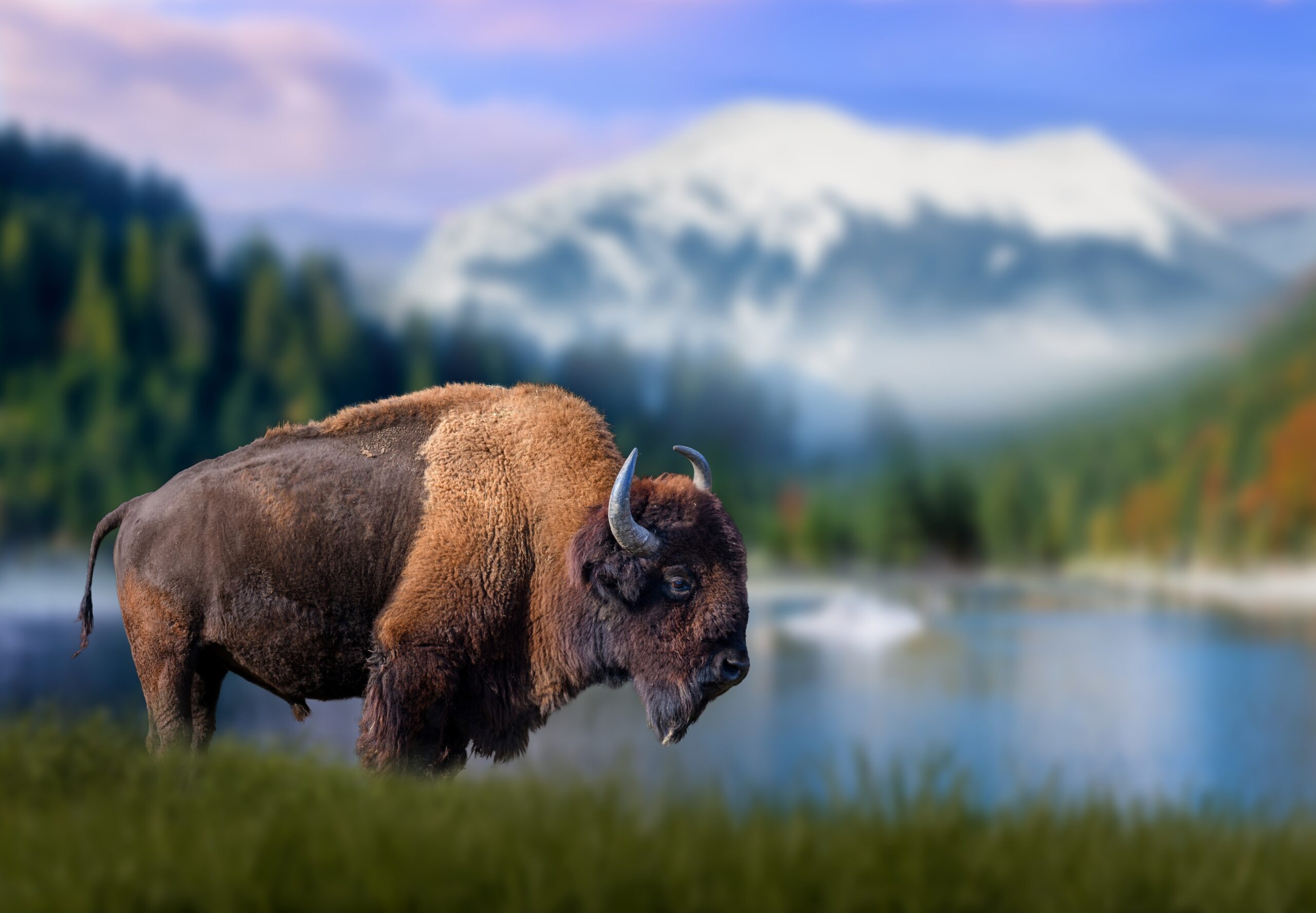 Large herbivores are not always harmful in new territories - Earth.com