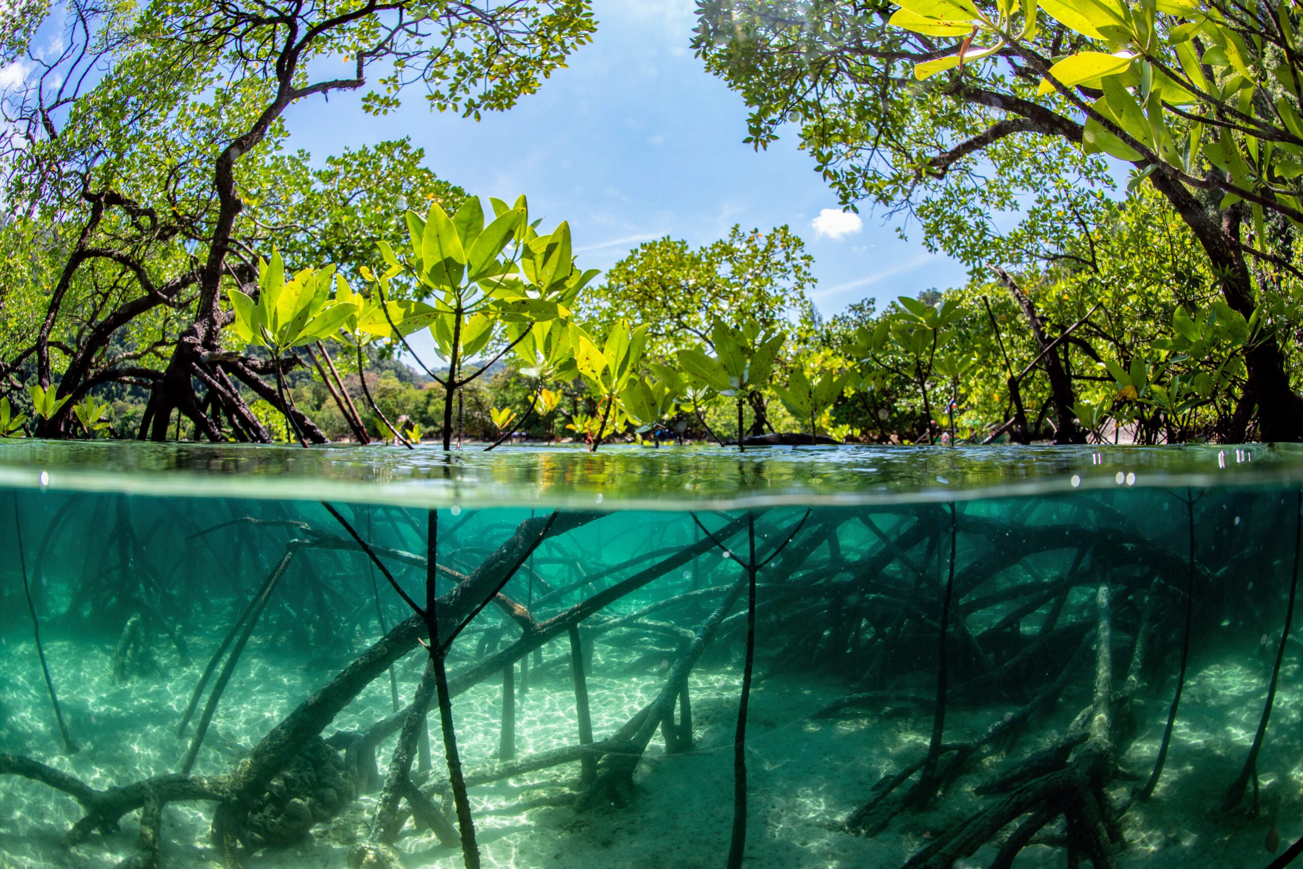 World Wetlands Day: The hidden potential of tidal landscapes - Earth.com
