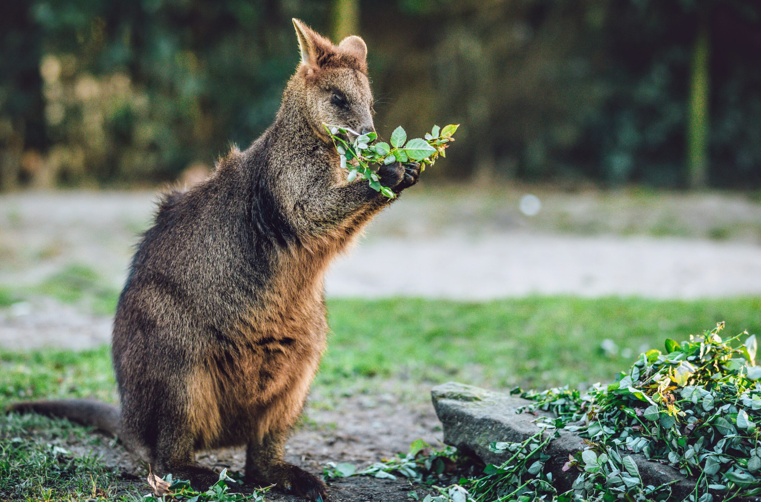 Tricking animals with odor could save plants from browsing damage ...