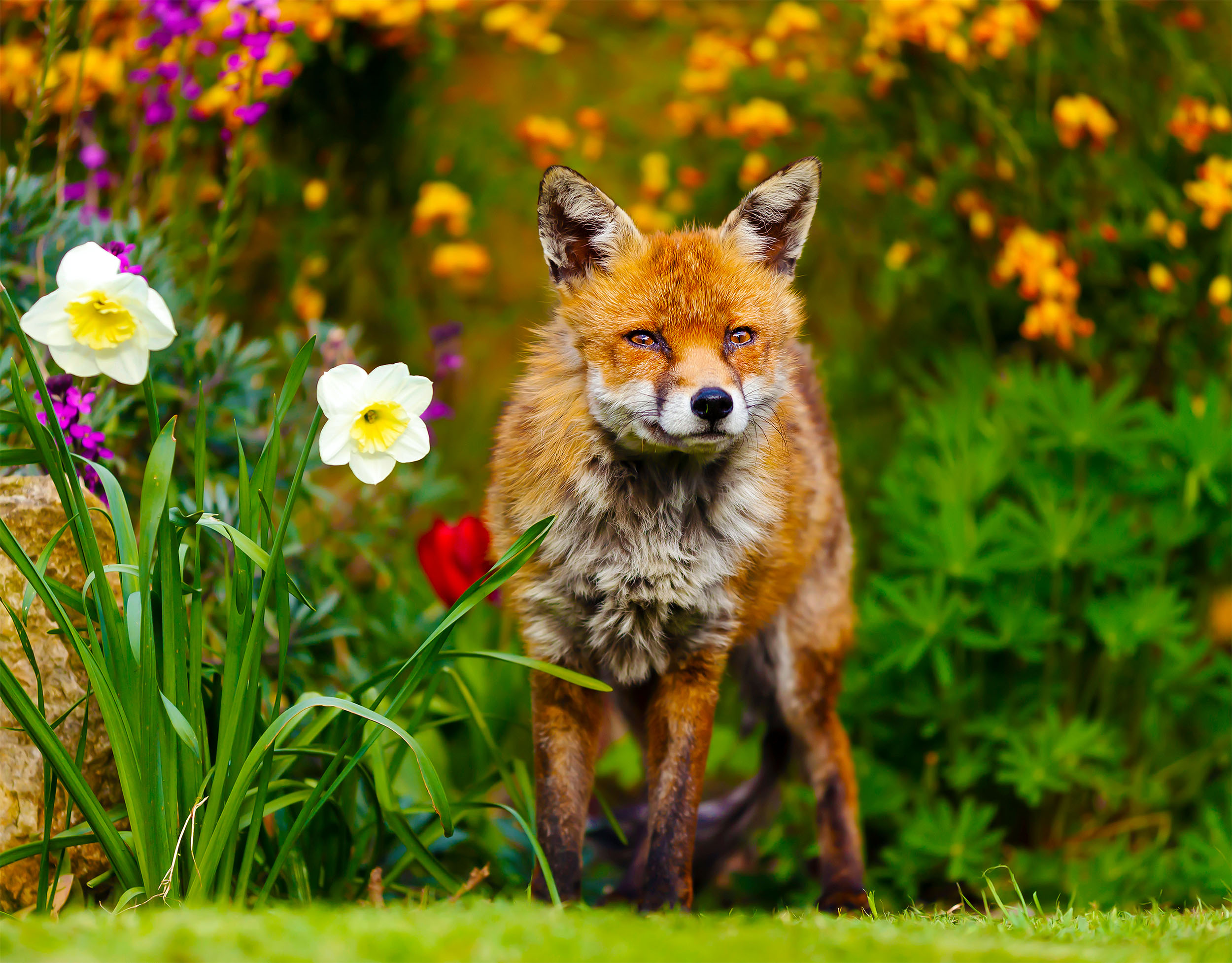 Killing animals that "don't belong" in an area is bad for nature ...