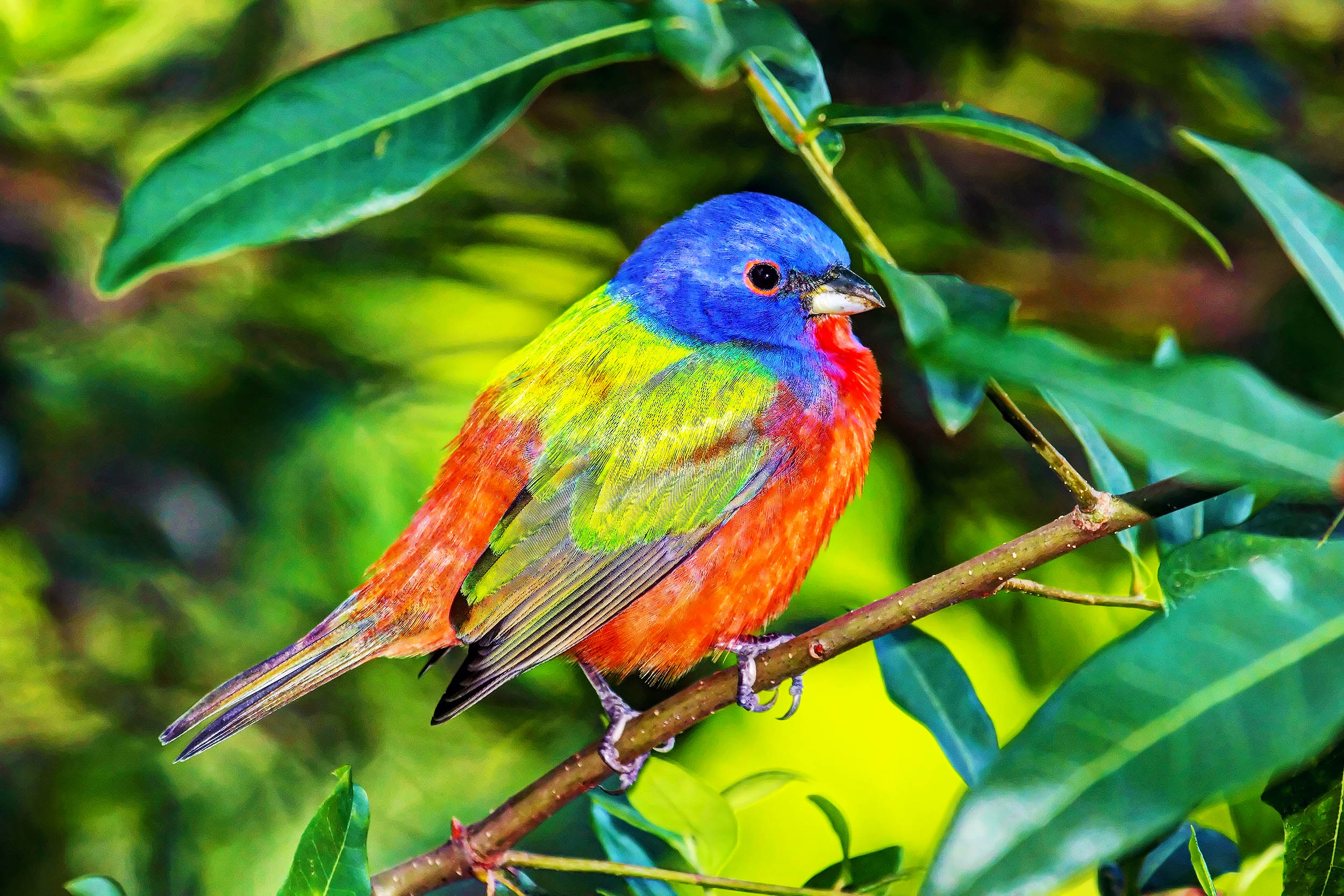 Bird population in North America has plummeted by 3 billion birds ...