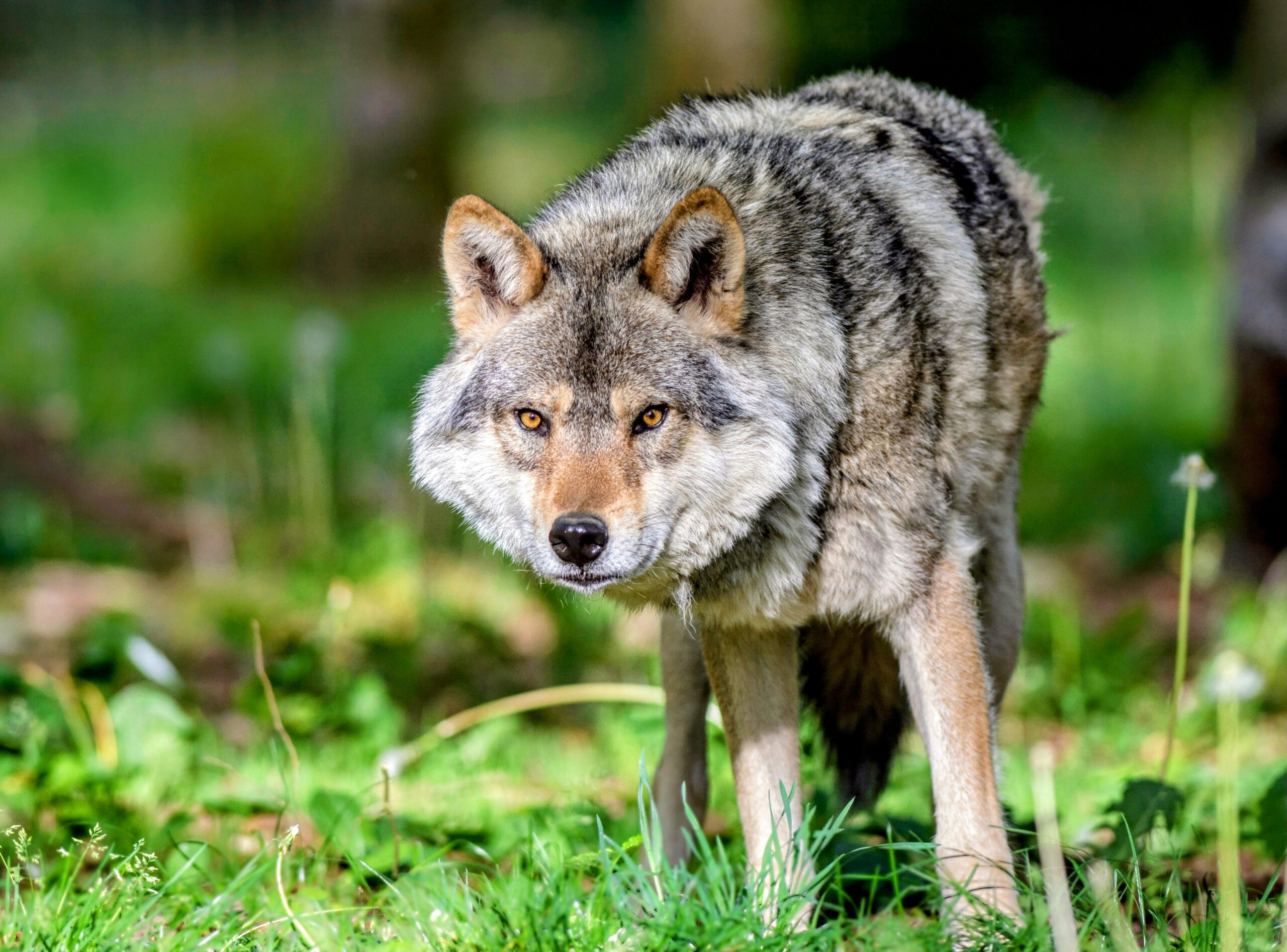 Apex predators can help restore ecosystems, but not immediately - Earth.com