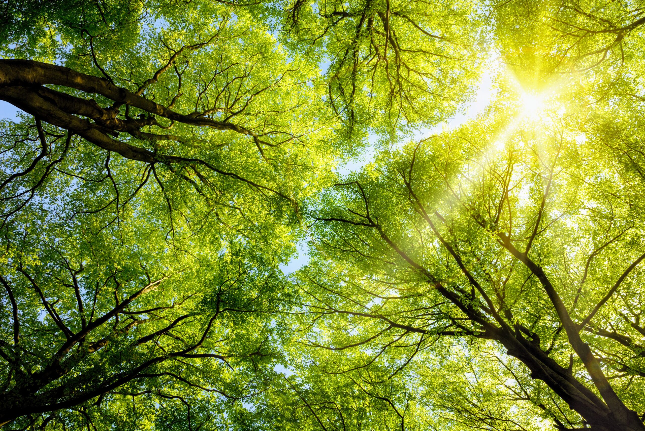 Complex canopies help forests recover from disturbances - Earth.com