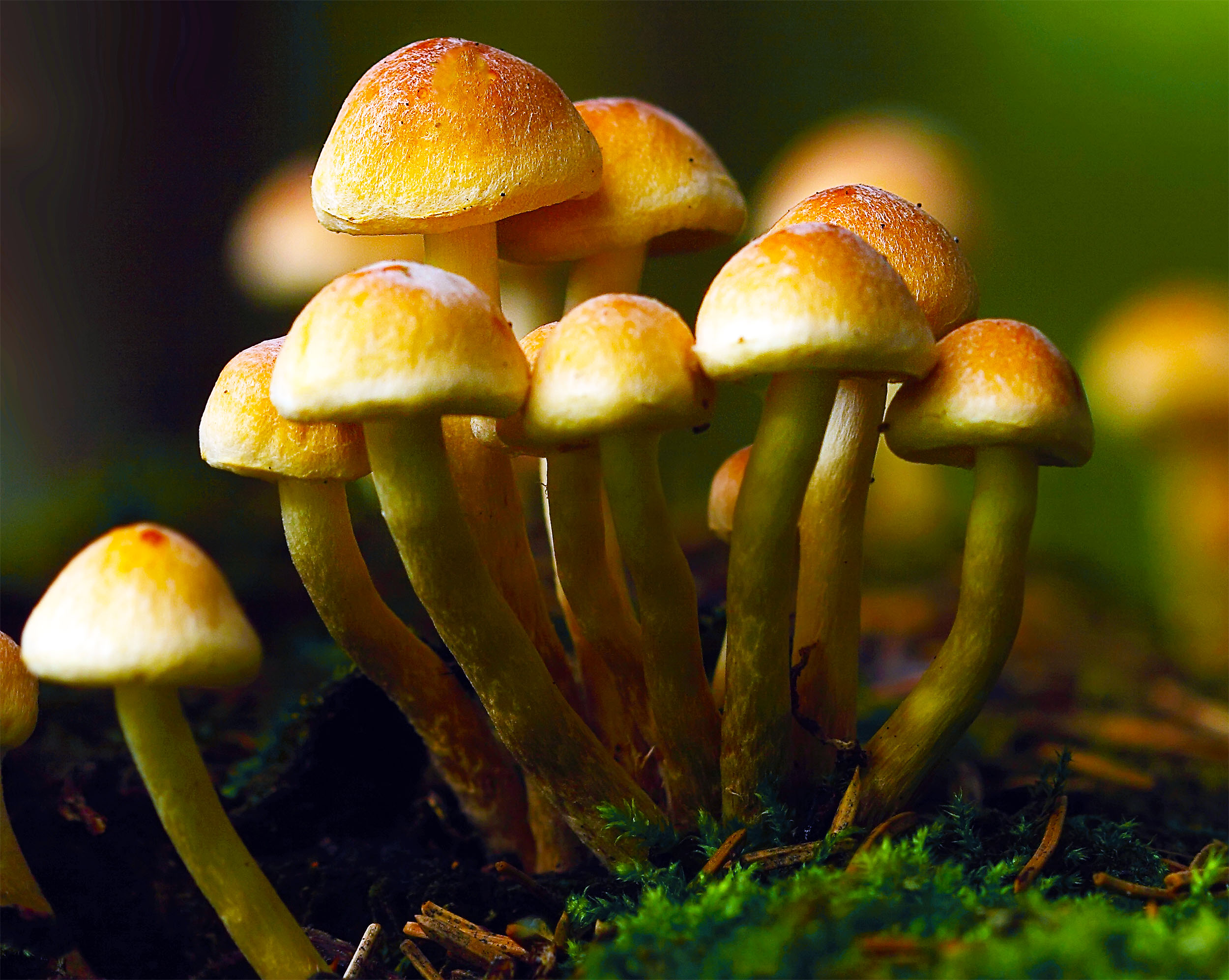 Police seizures of psilocybin ‘magic’ mushrooms have skyrocketed ...