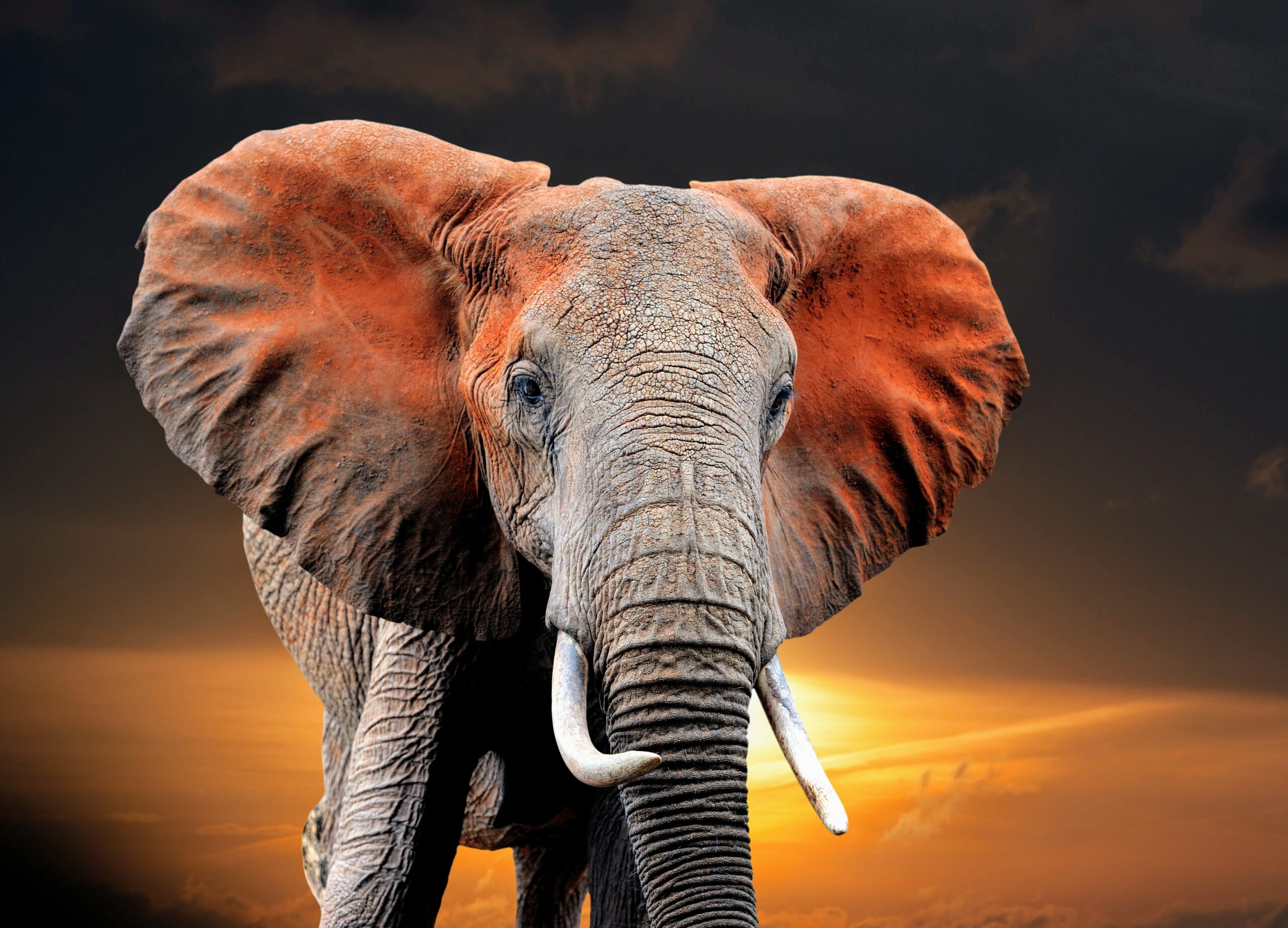 Wild megafauna play a key role in maintaining ecological balance ...