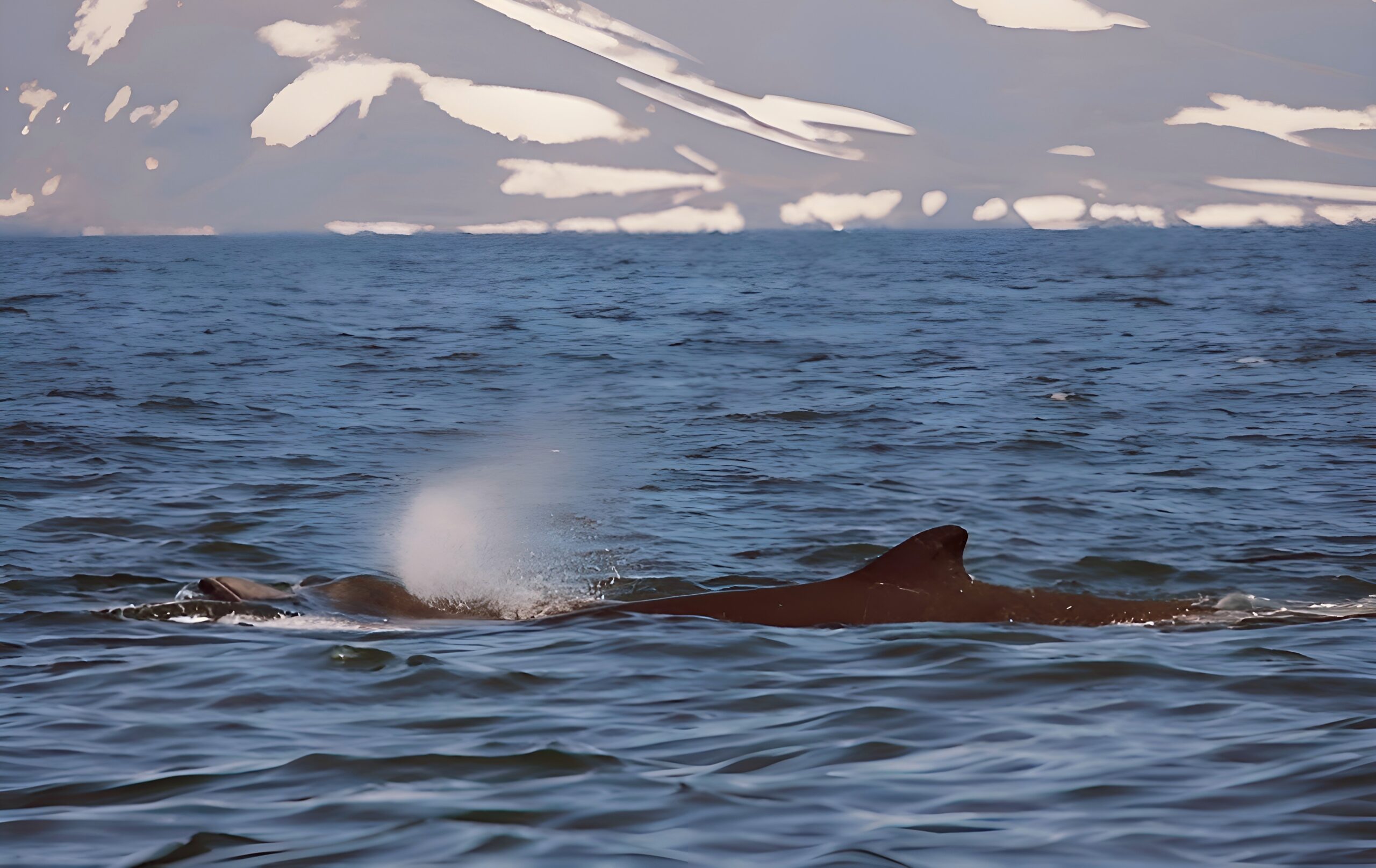Study reveals unexpected behavior among beaked whales - Earth.com