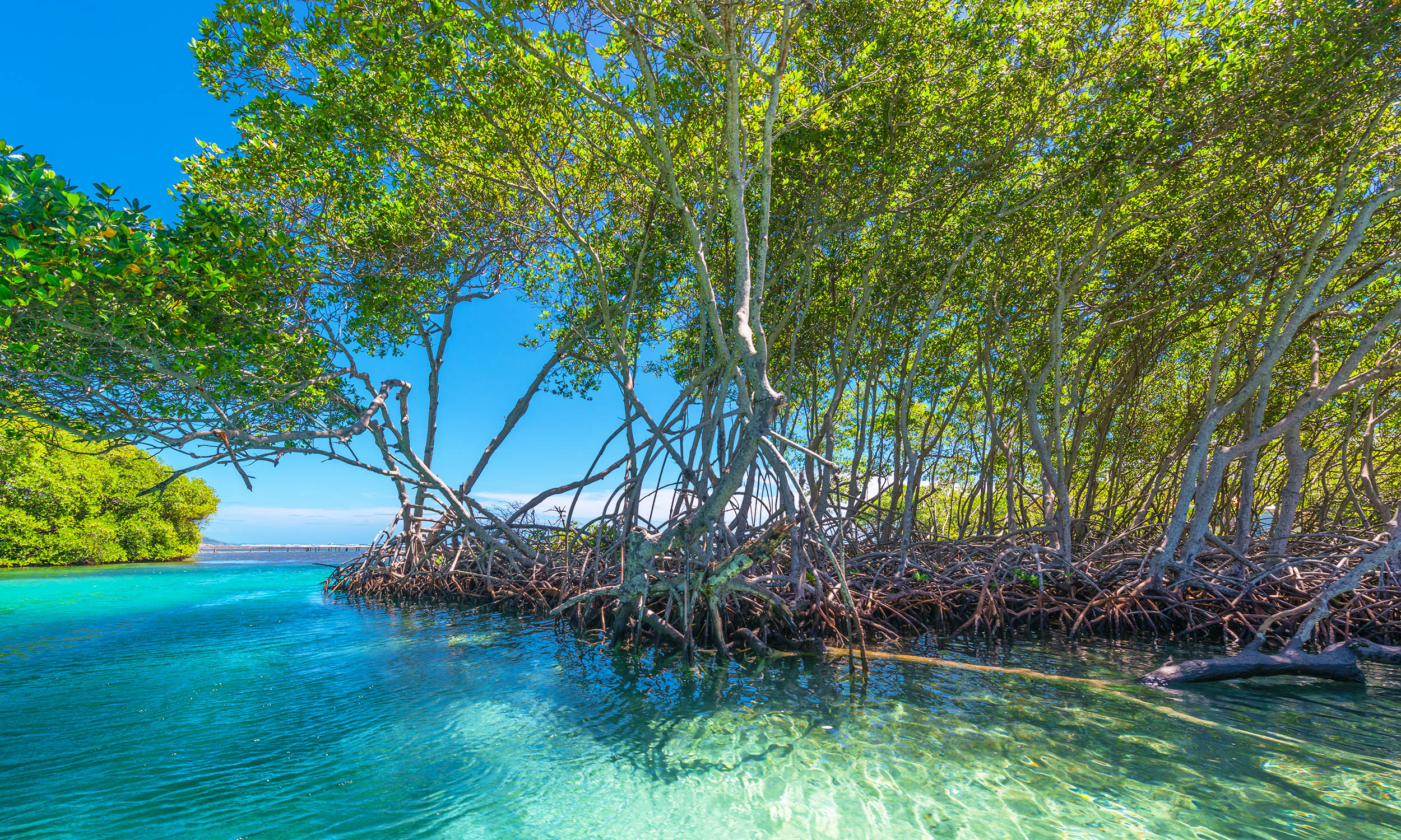 Mangroves and saltmarshes have incredible carbon storage ability ...