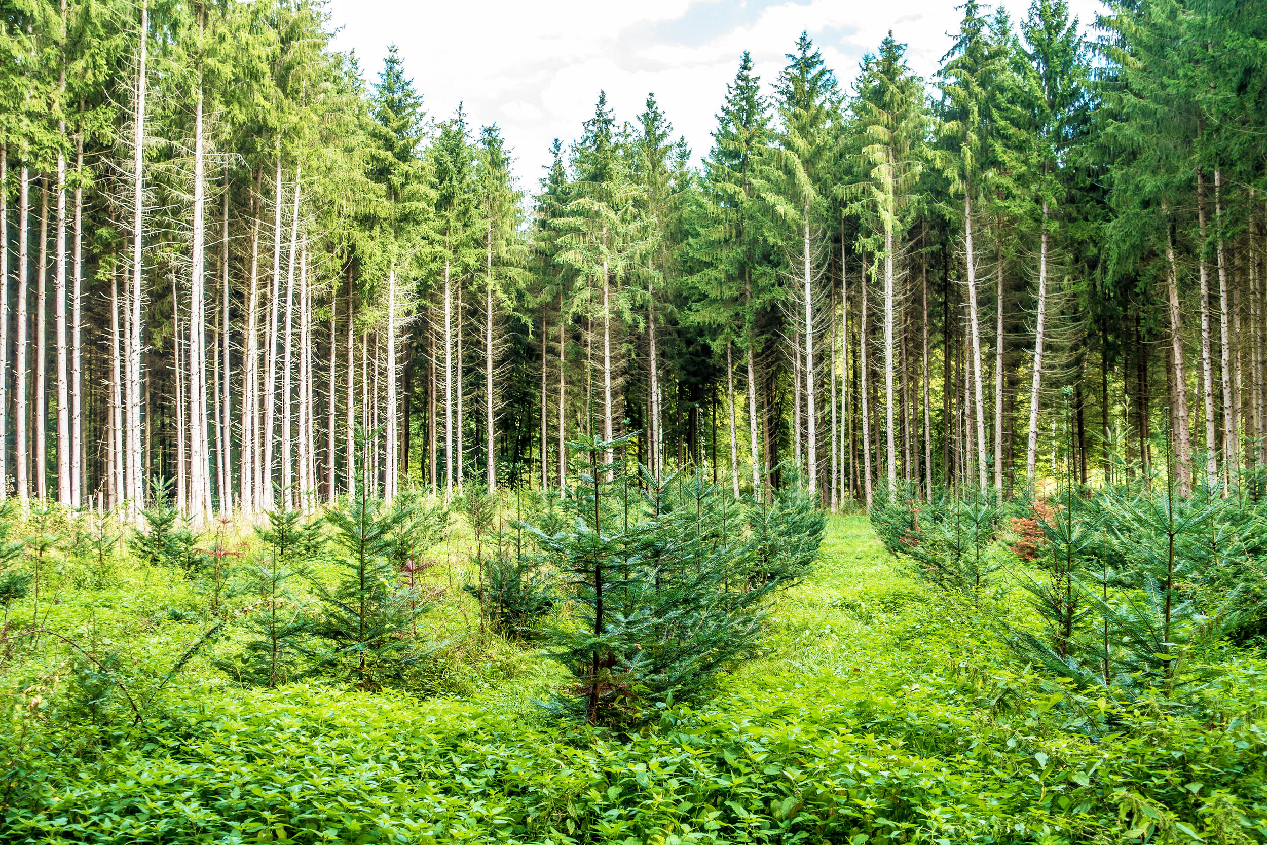 Reforestation has helped mitigate climate change in the eastern US ...