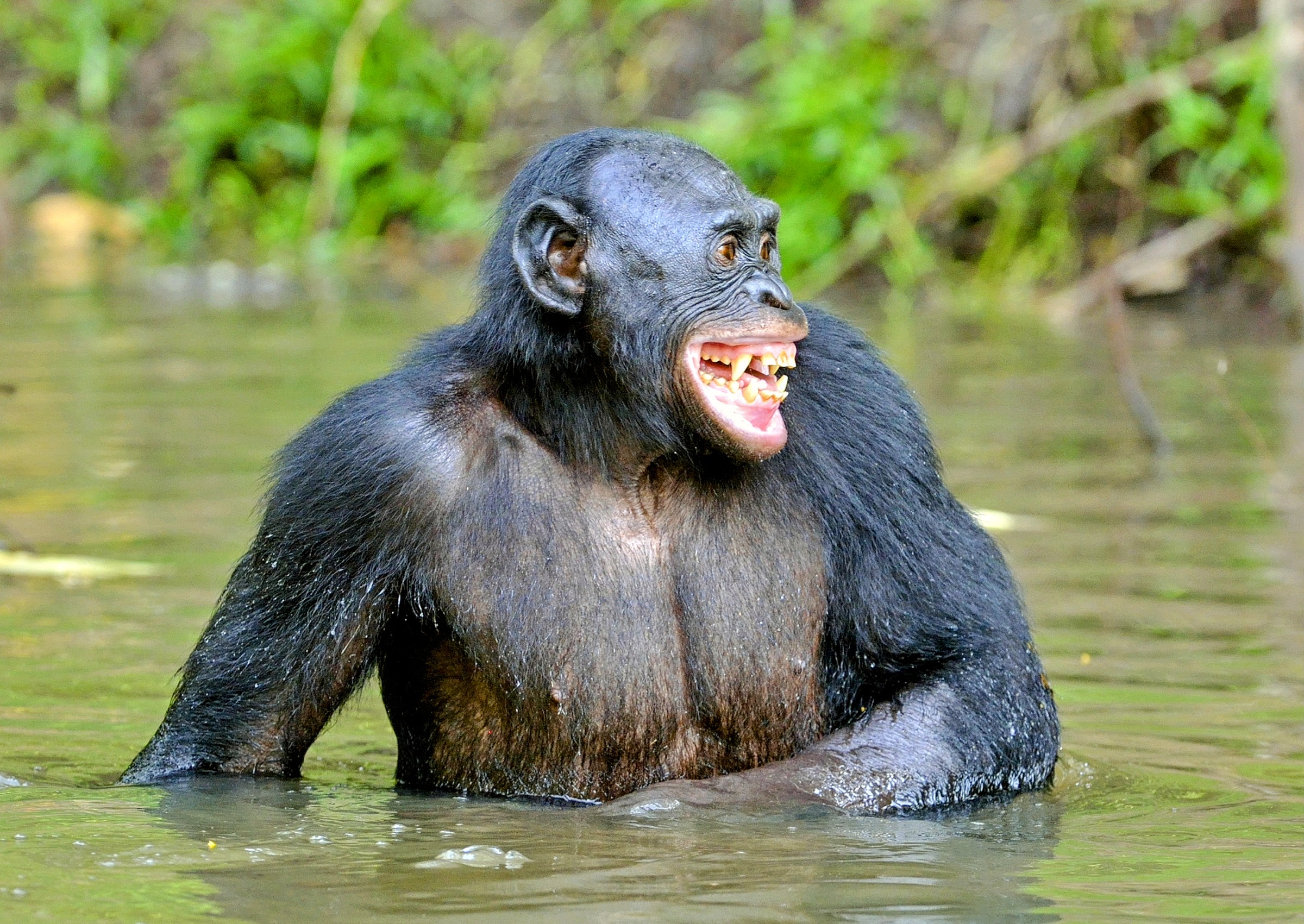 Apes play and tease each other, exhibiting a sense of humor - Earth.com