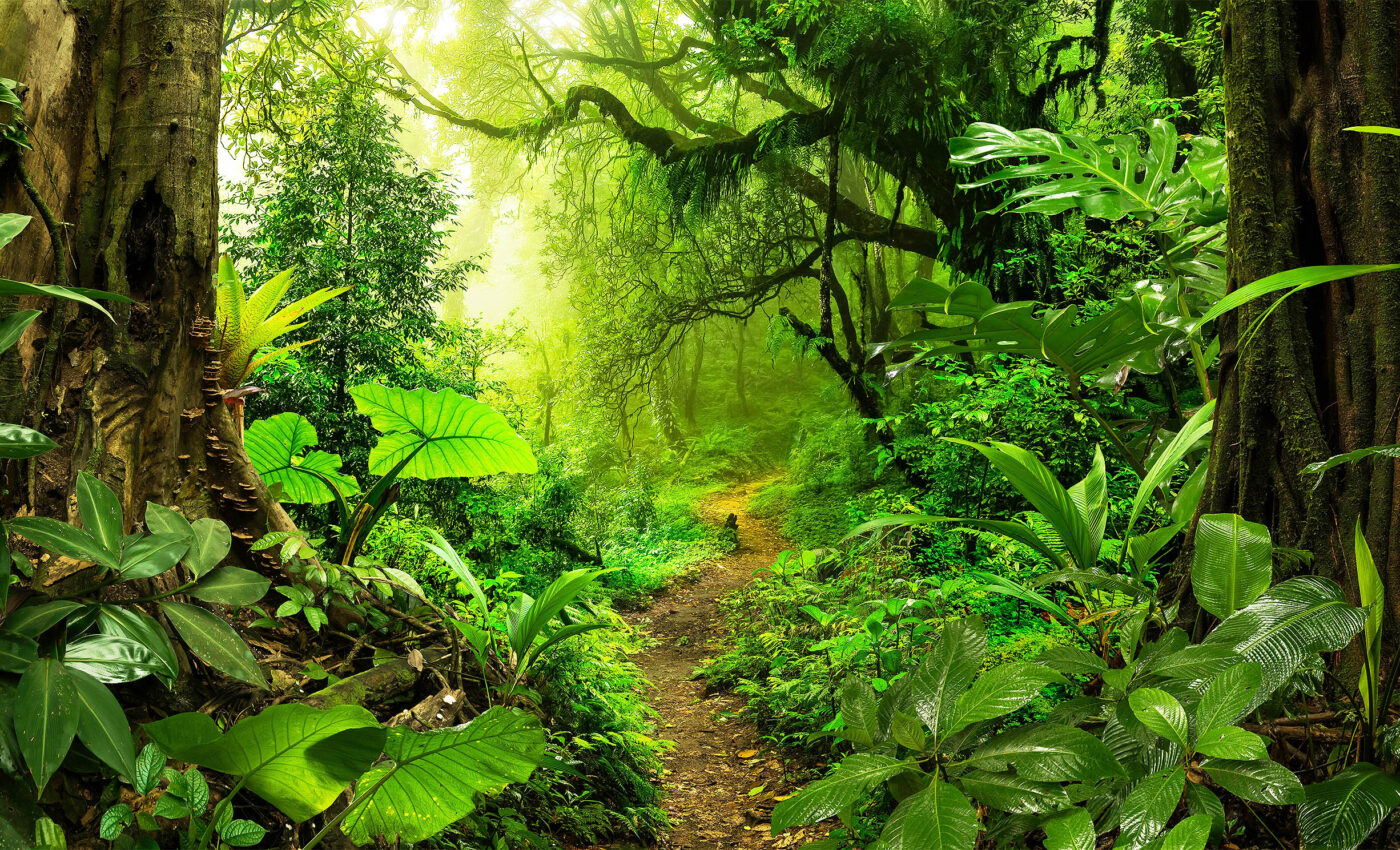 Amazon Rainforest Landscape A Race To Restoration In The Amazon