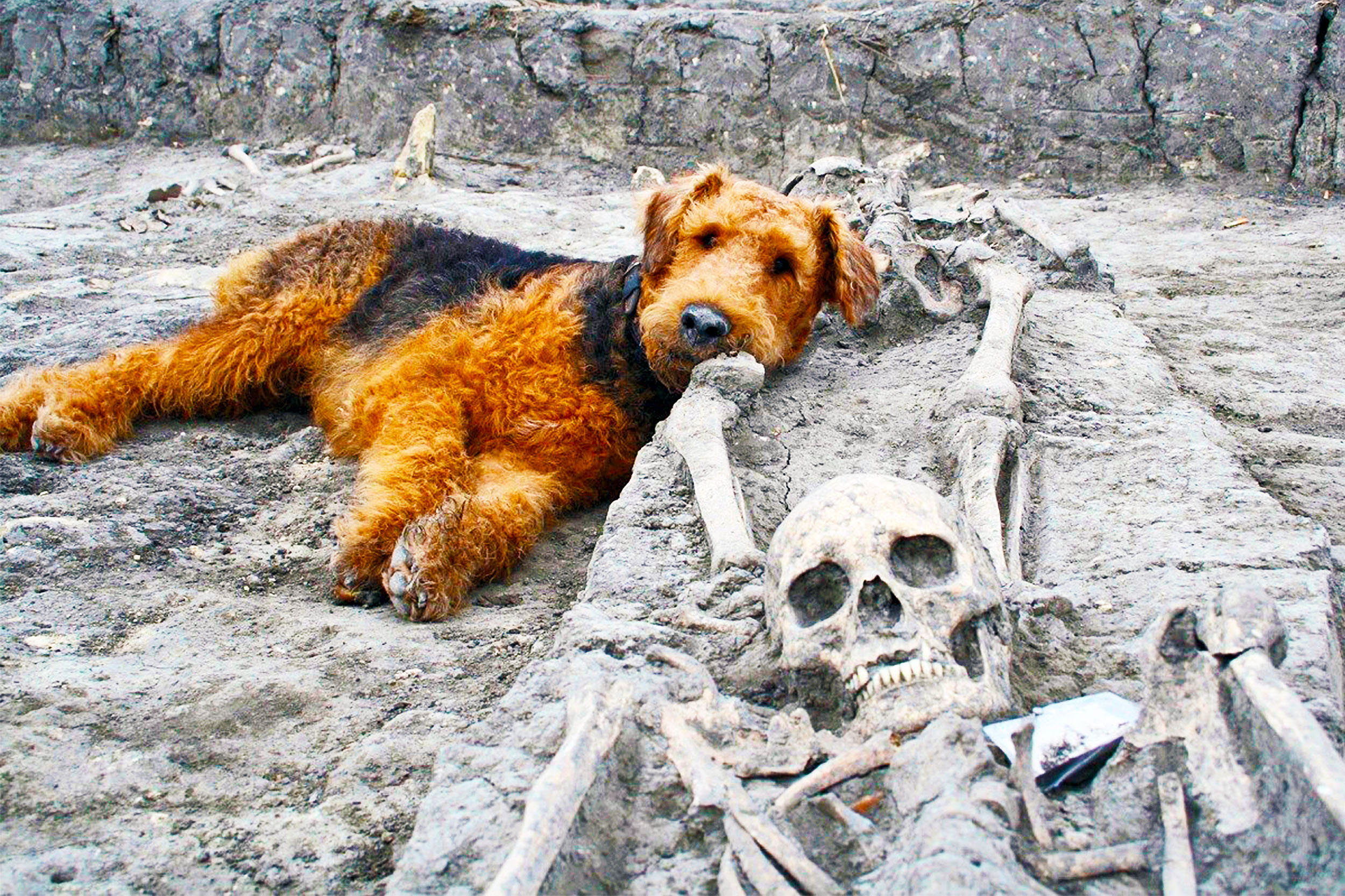 Early humans were buried with dogs, horses and other animals - Earth.com