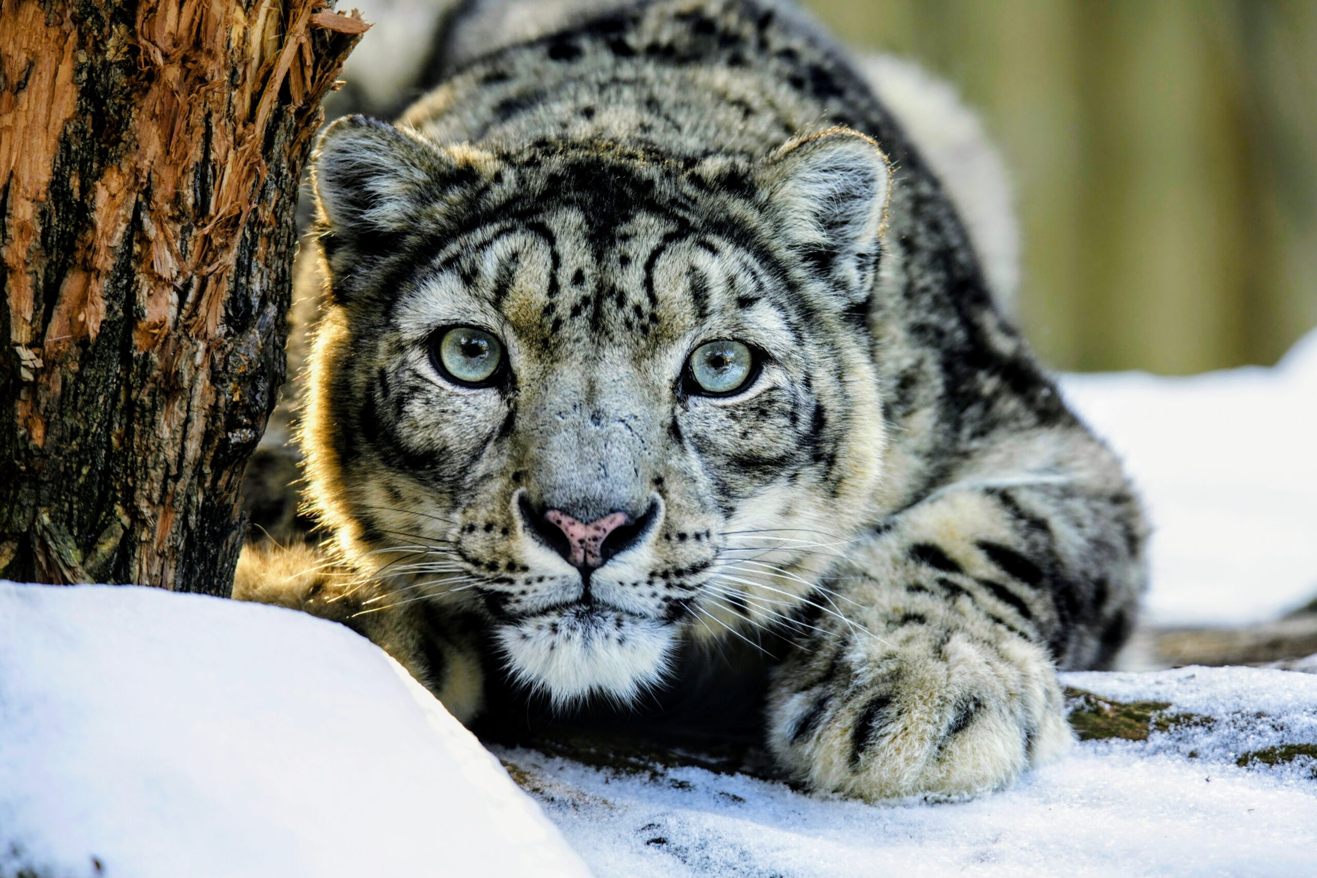 Exotic cats have surprising voice recognition ability - Earth.com