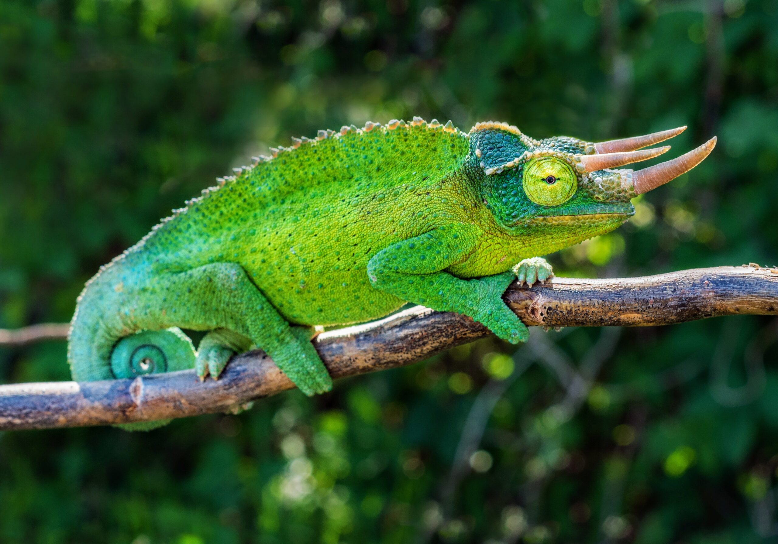 Fast and slow-living creatures balance a healthy planet - Earth.com