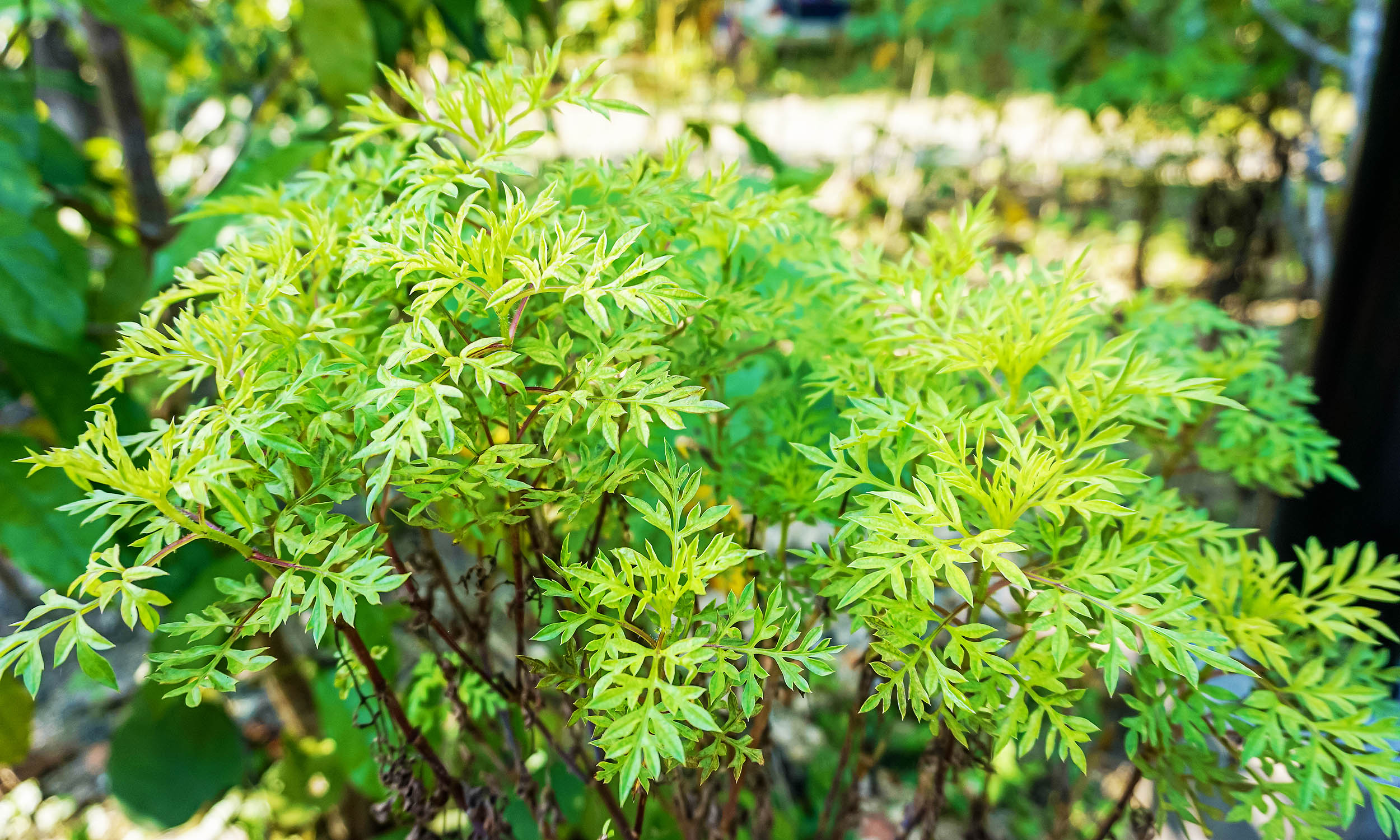 Top Mugwort Uses and Where to Find It - Earth.com