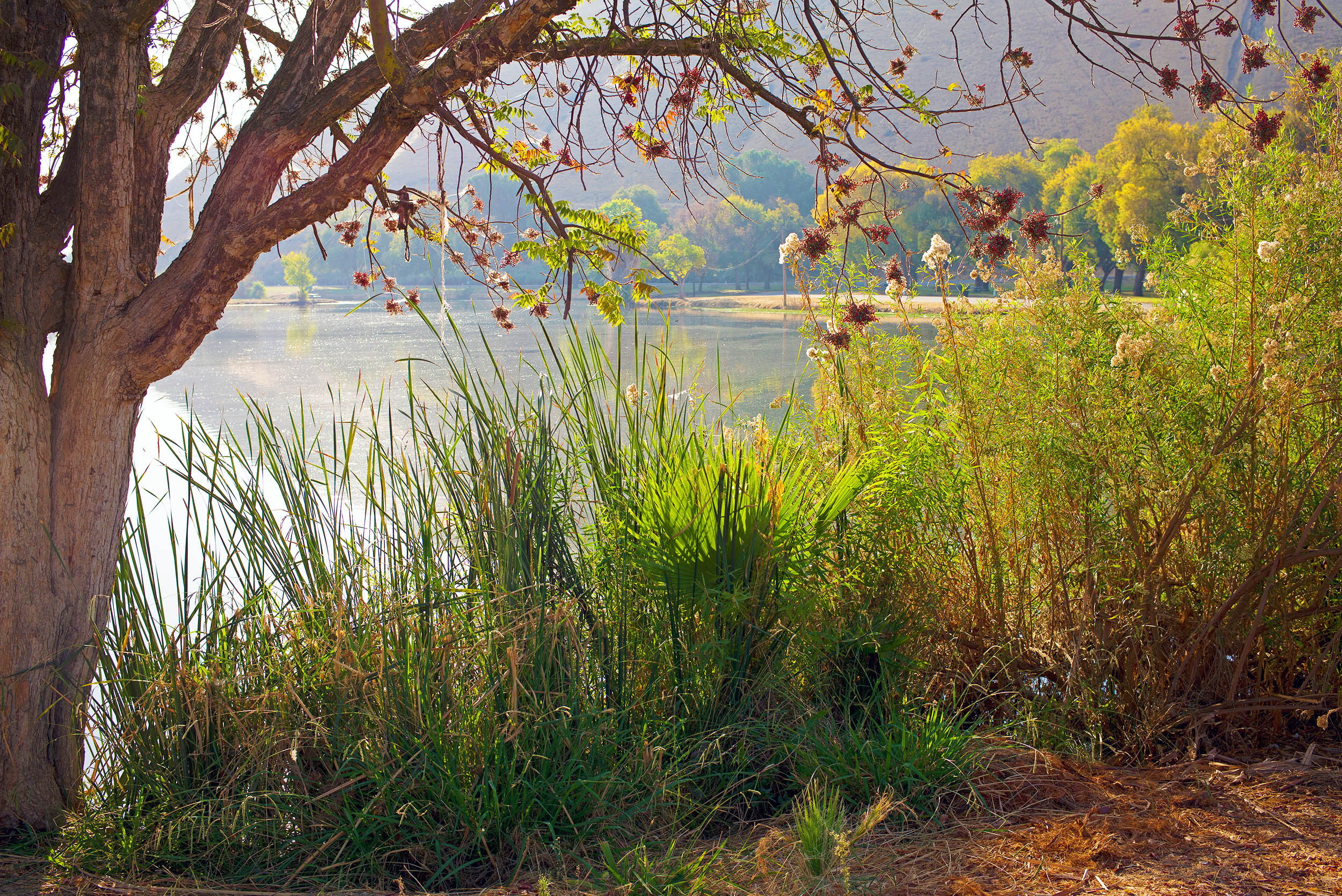 Tulare Lake has returned in California after vanishing for 130 years ...