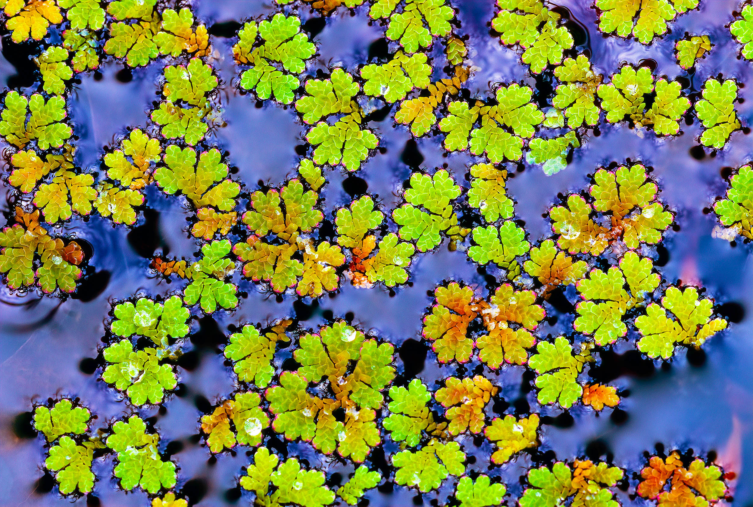 Carolina azolla plant could help reduce global food insecurity - Earth.com