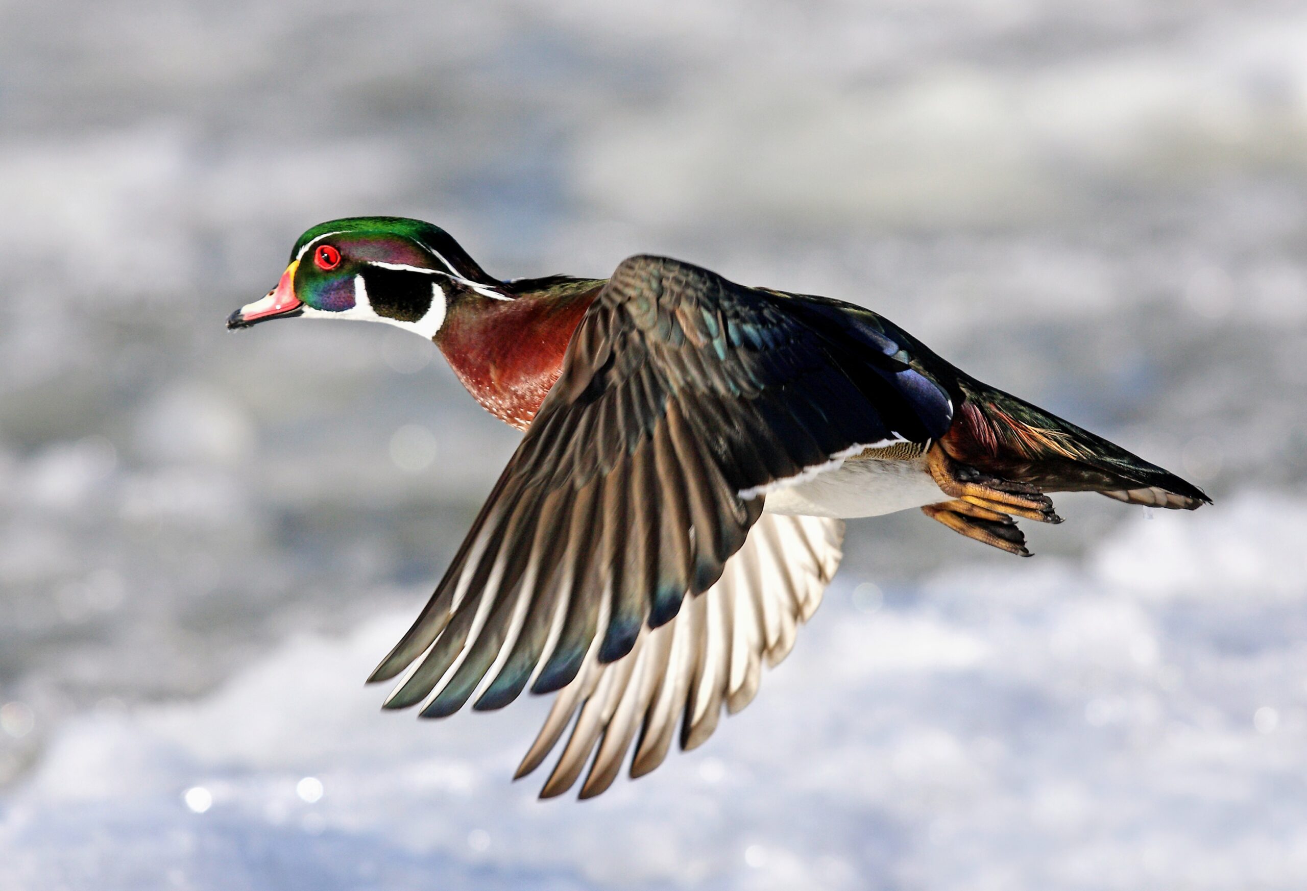 Birds have adapted to human activities for thousands of years - Earth.com