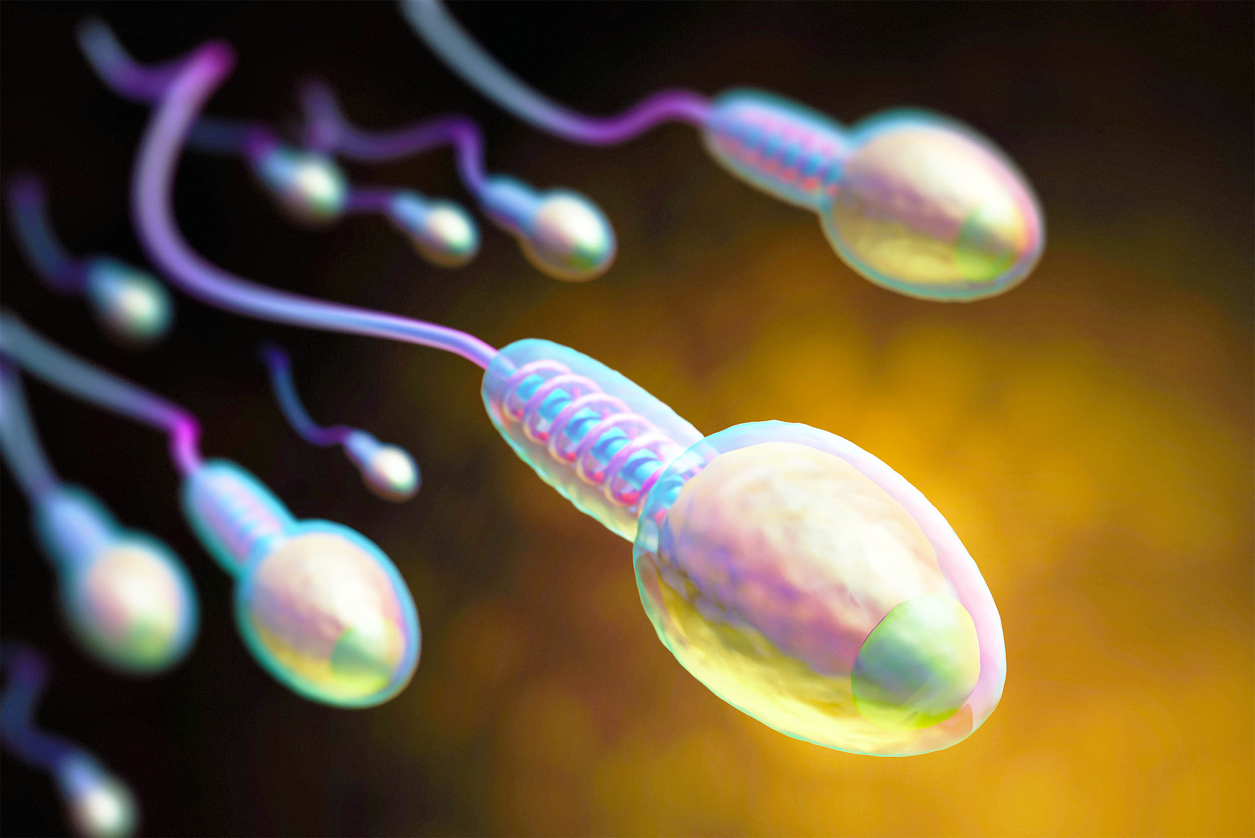 'Artificial testicles' created in a lab will eventually produce sperm ...